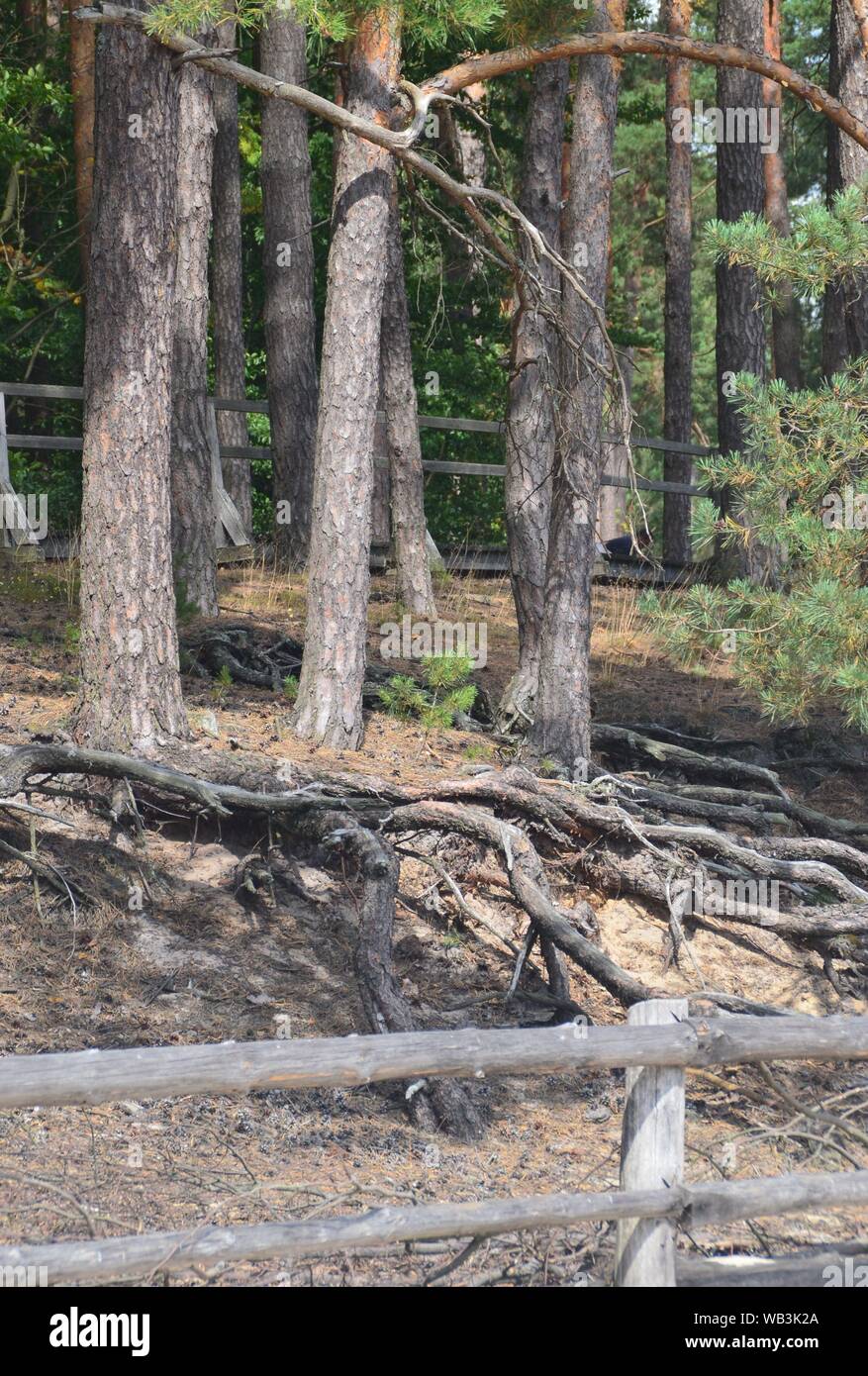 Coniferous tree roots Stock Photo - Alamy