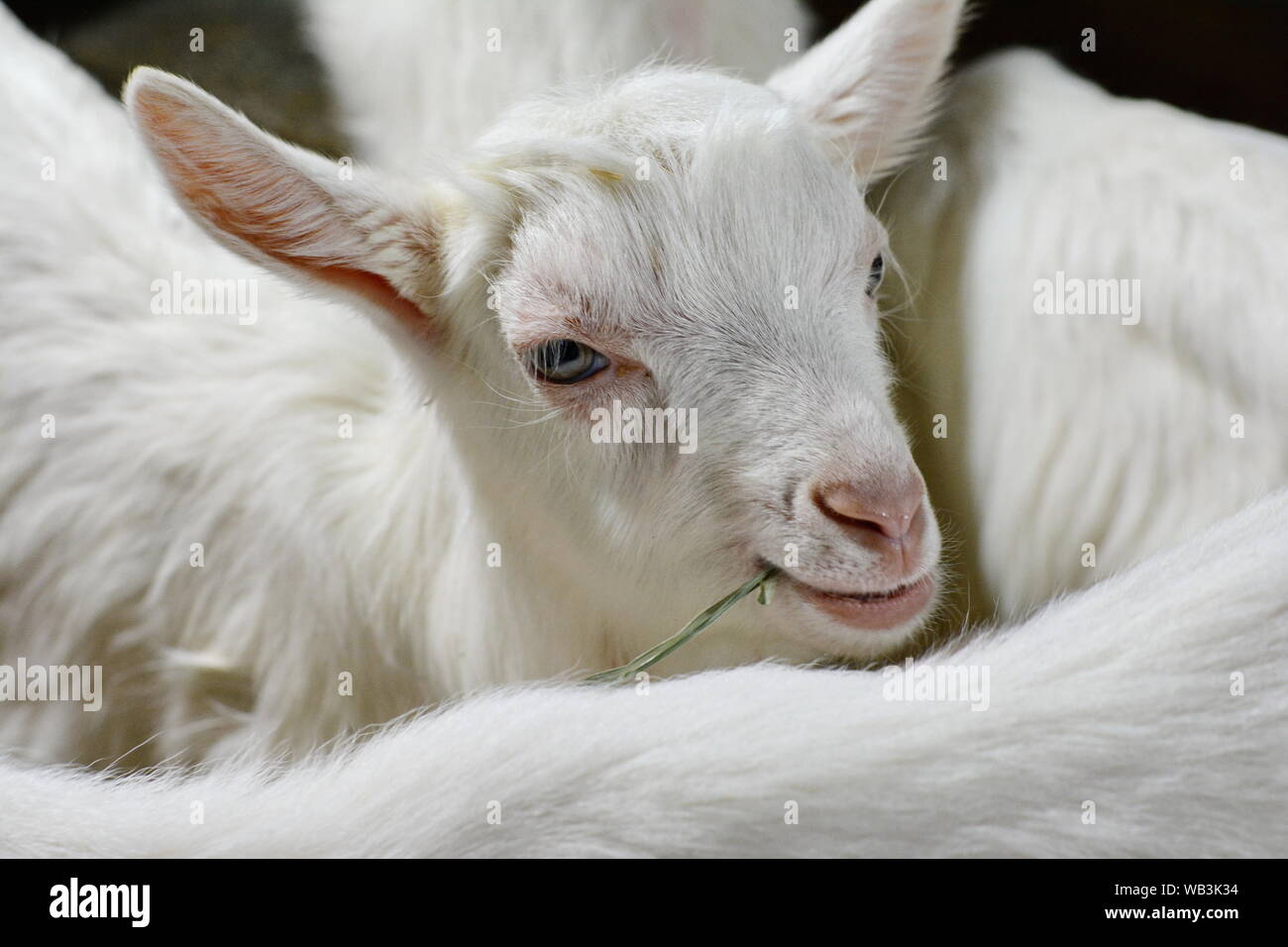 Beautiful white goat in the stall. Portrait of goat Stock Photo - Alamy