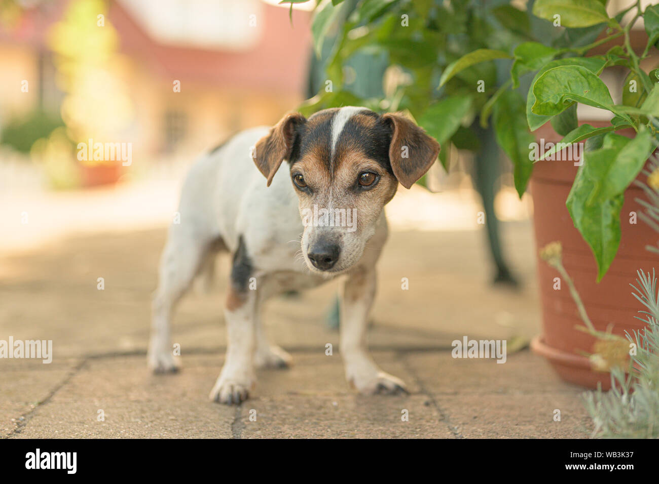 Old little Jack Russell Terrier dog is at home on the terrace. Doggy is ...