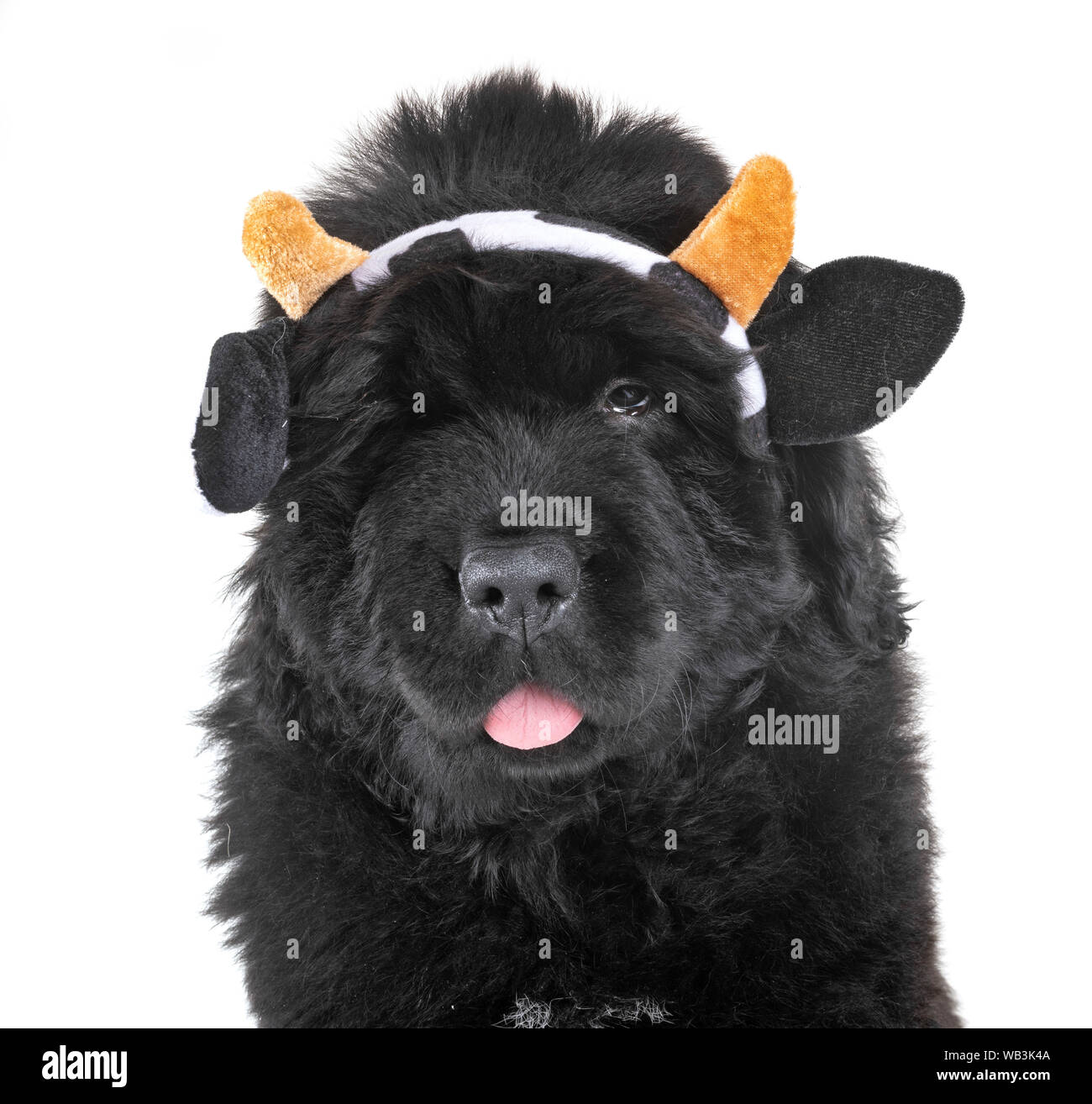 puppy newfoundland dog in front of white background Stock Photo - Alamy