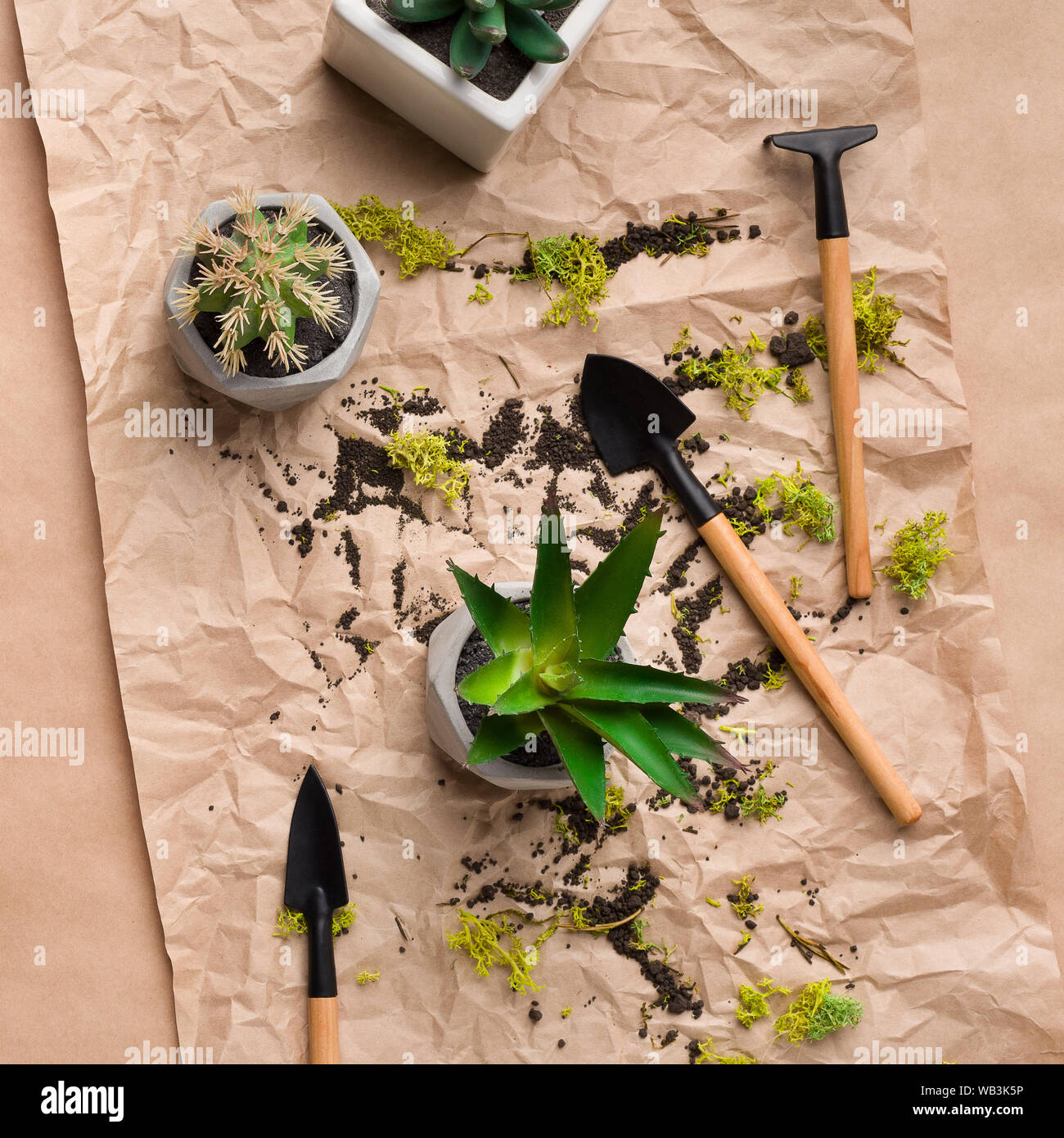 Succulent plants and gardening tools on craft paper Stock Photo - Alamy