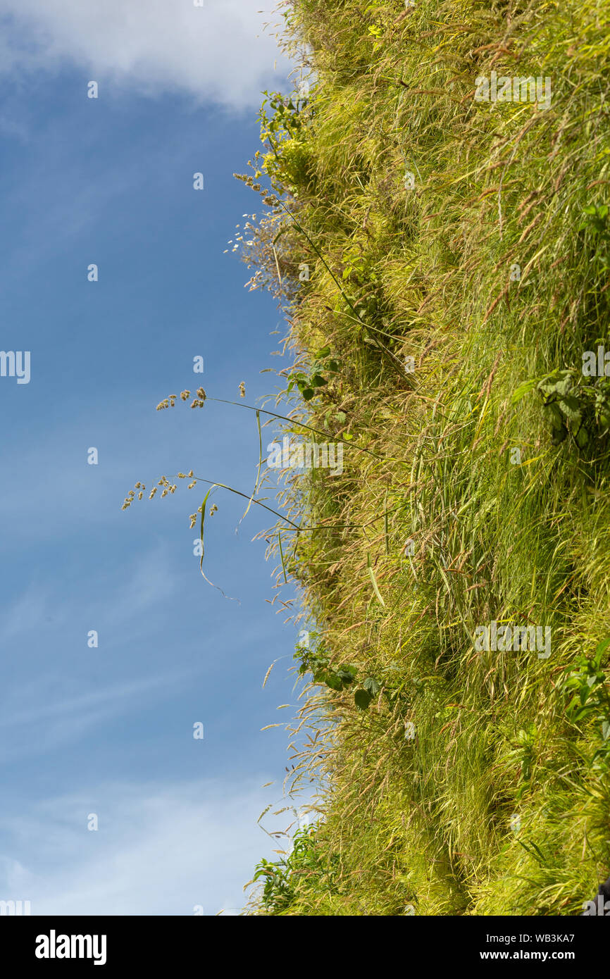 Living green wall, Hampstead Road, Camden, London, UK Stock Photo - Alamy