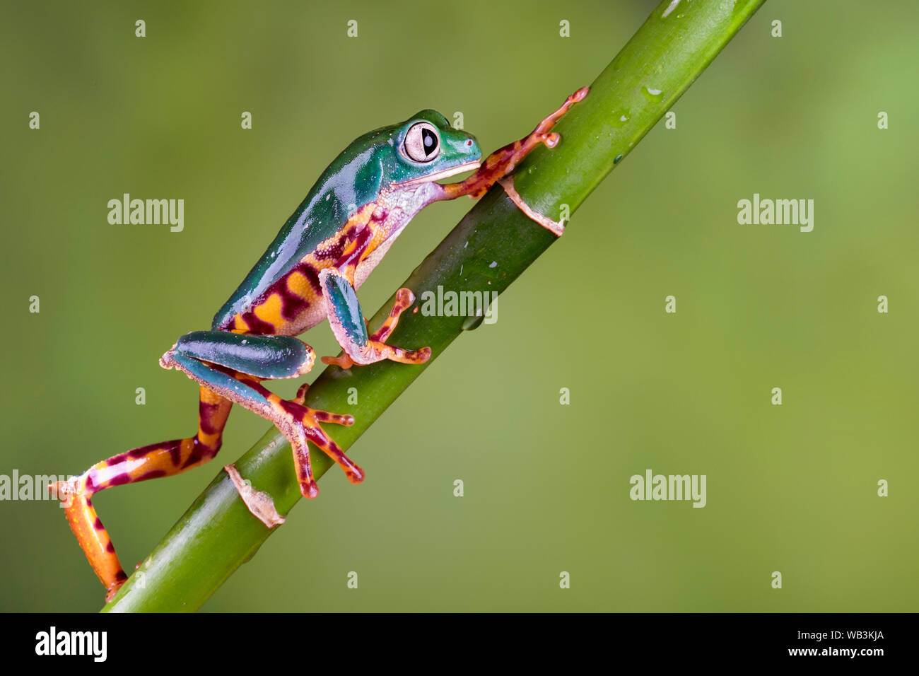 Tiger legged monkey frog hi-res stock photography and images - Alamy