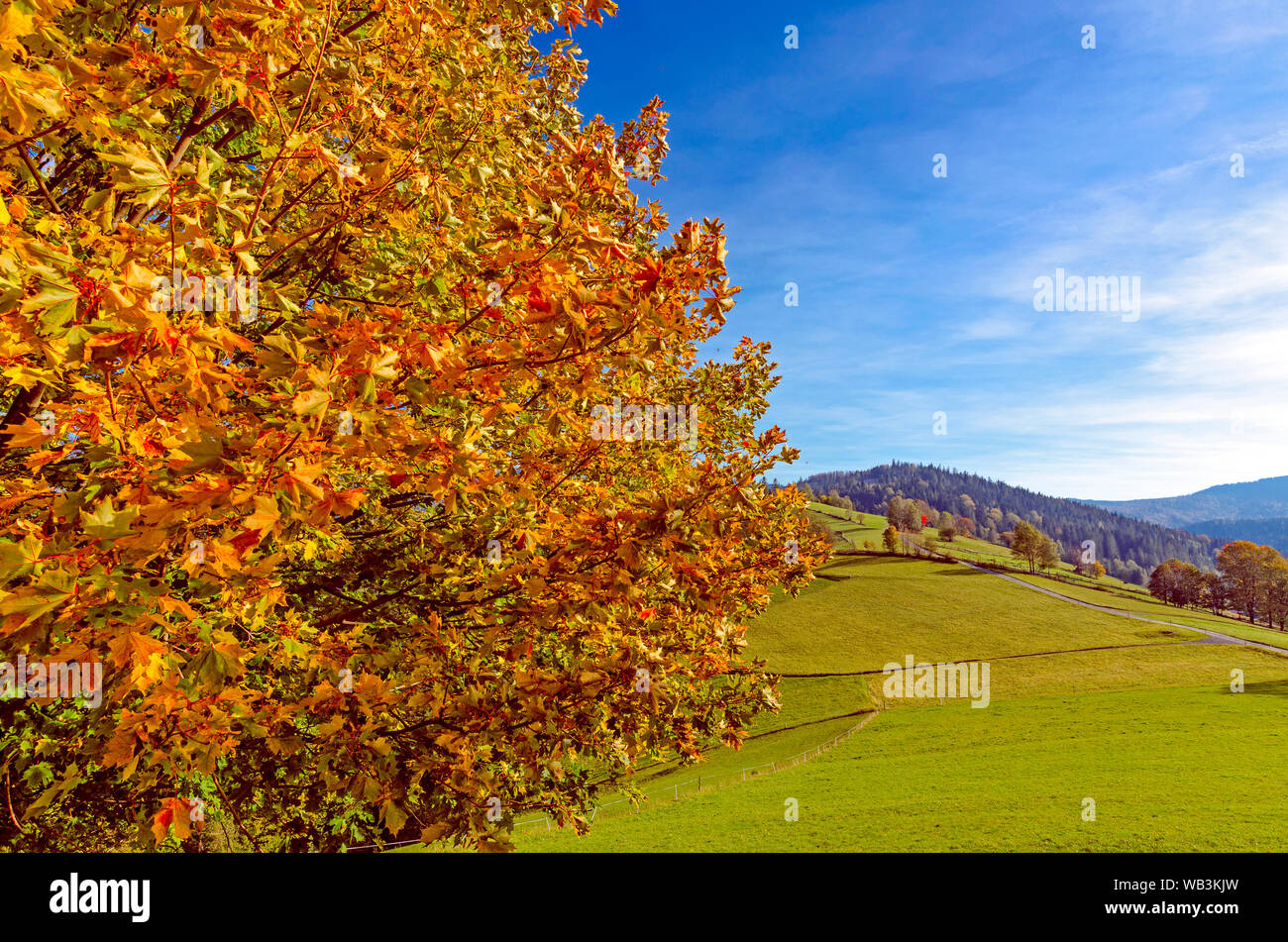 Tree in autumn on a meadow hi-res stock photography and images - Alamy