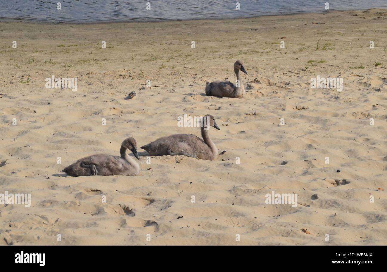 Young swans on beach Stock Photo - Alamy