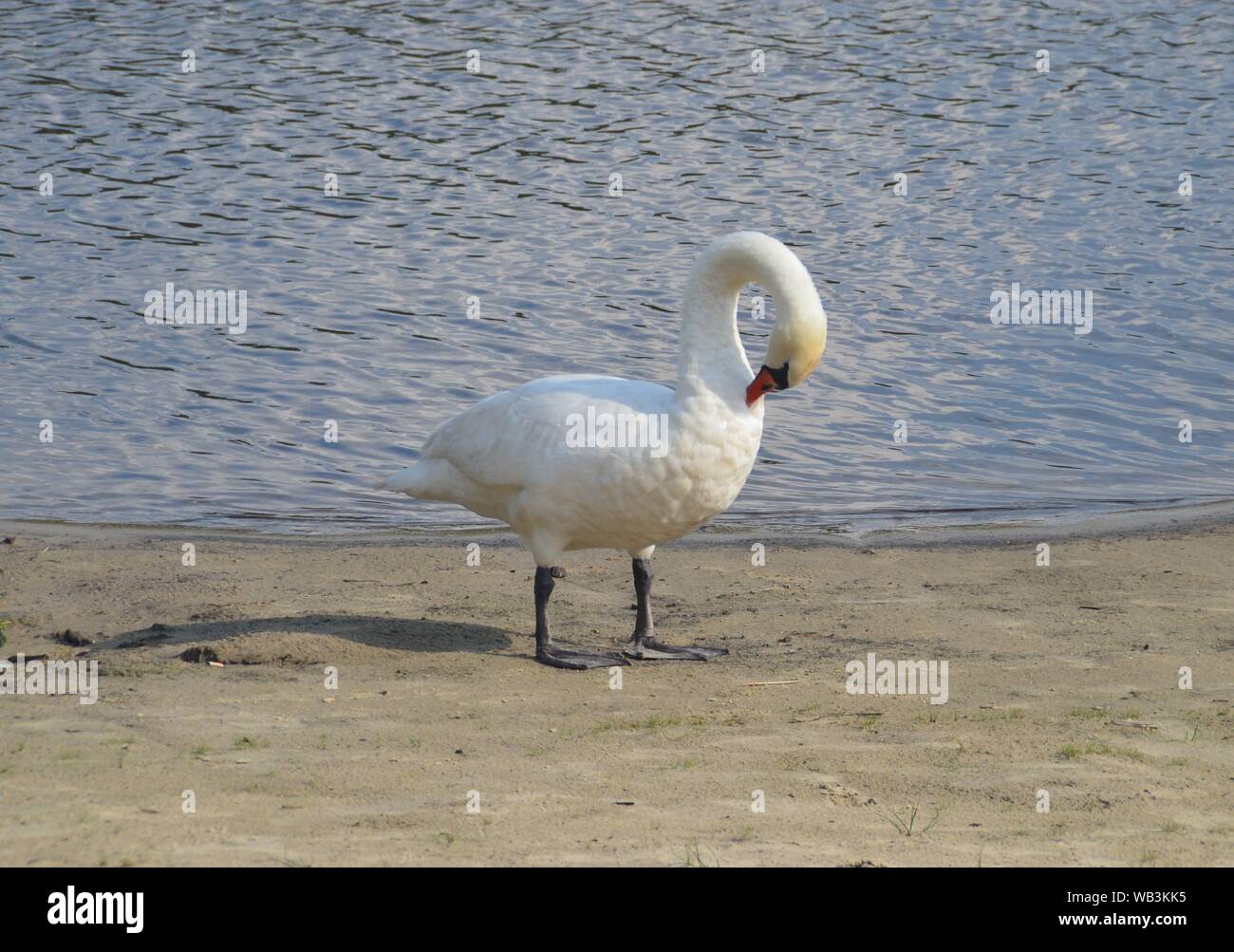 Beach sand birds hi-res stock photography and images - Alamy