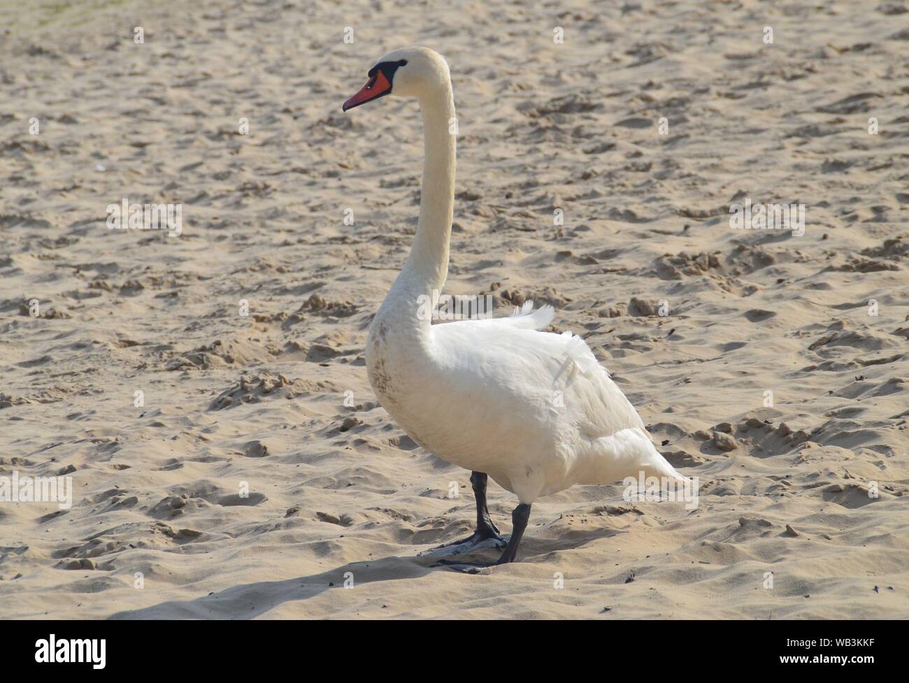 Swan on the beach Stock Photo - Alamy