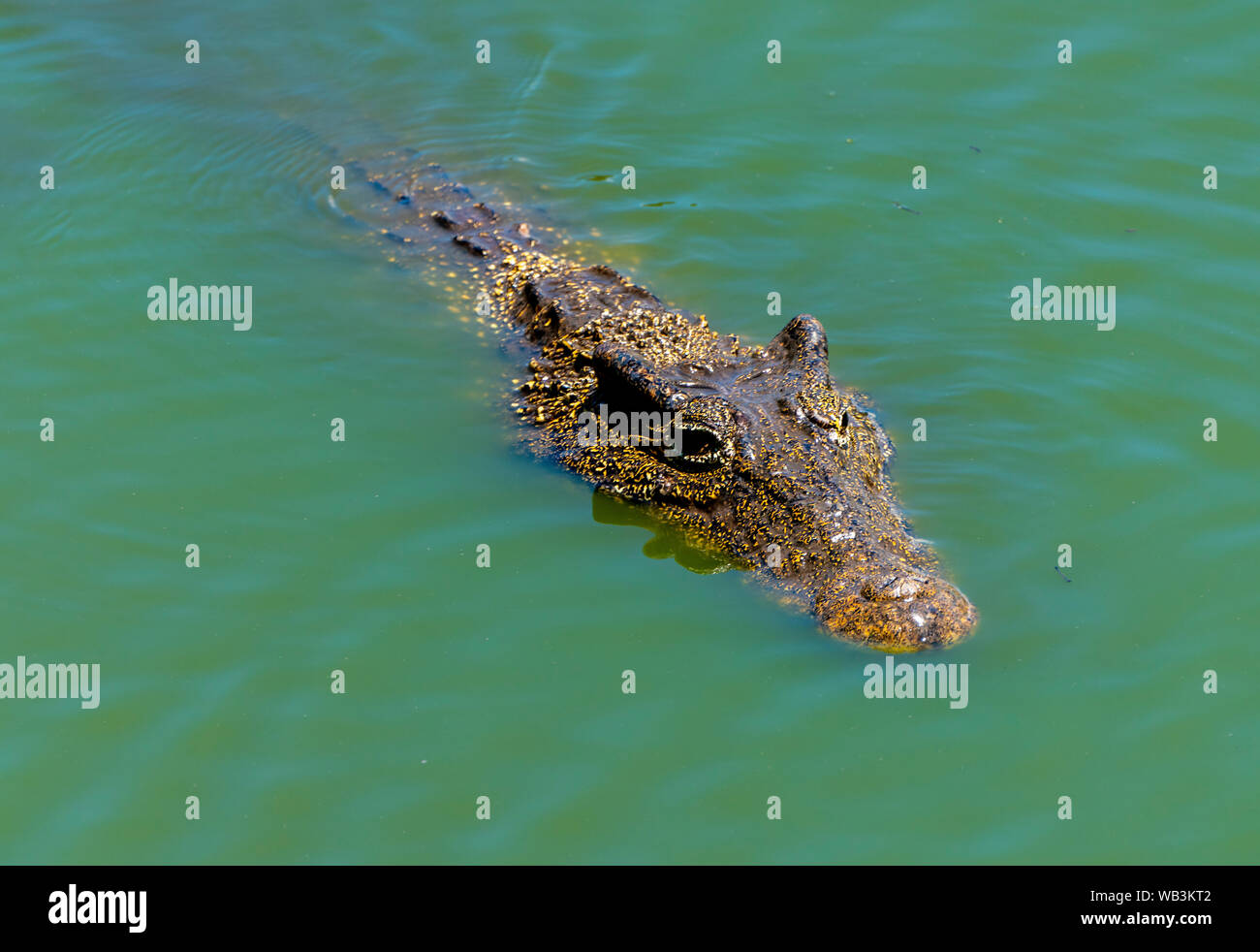 Alligator hunting photos hi-res stock photography and images - Alamy