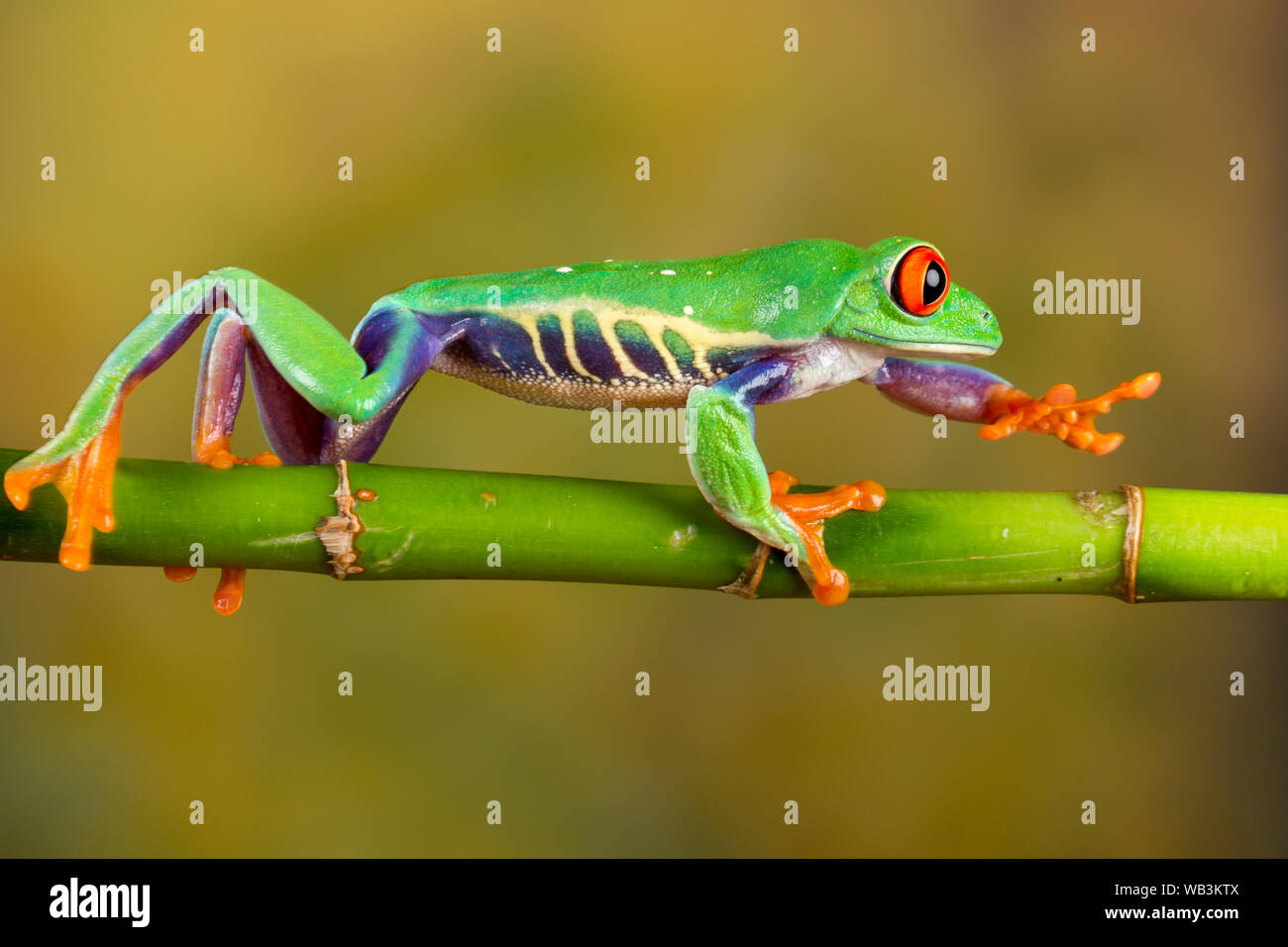Red eyed tree frog Stock Photo - Alamy