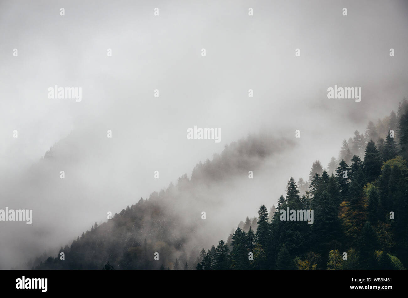 Snowy trees in a fog cloud on the mountain, Evergreen Forest in winter ...