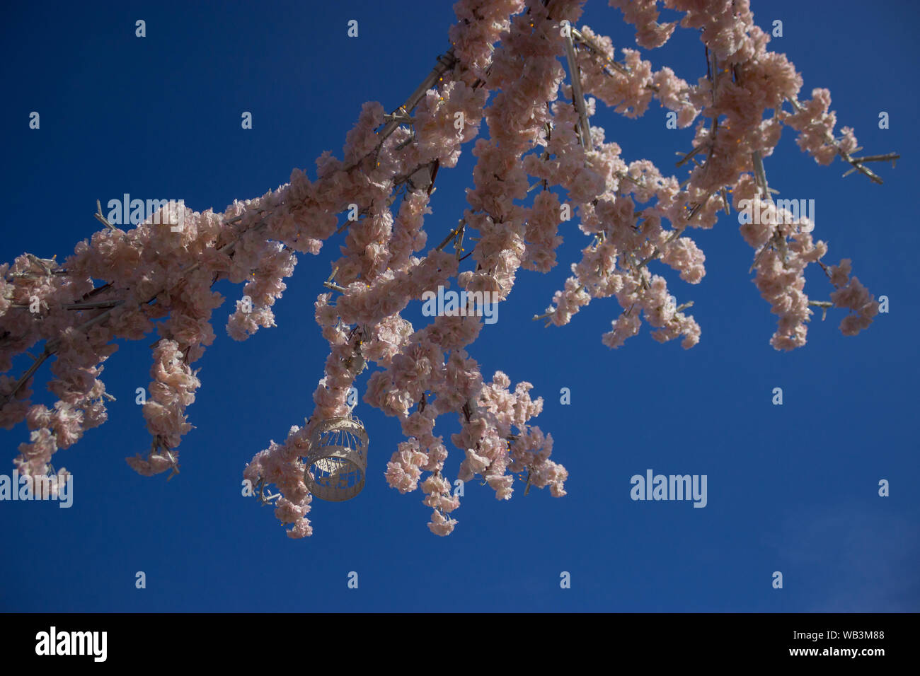 Branch of tree with pink flowers on blue background Stock Photo - Alamy