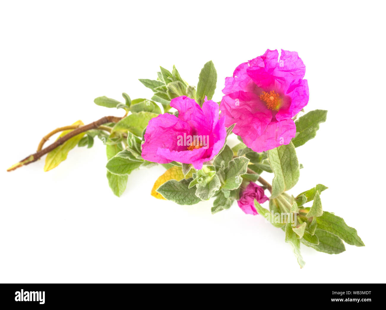 purple cistus in front of white background Stock Photo - Alamy