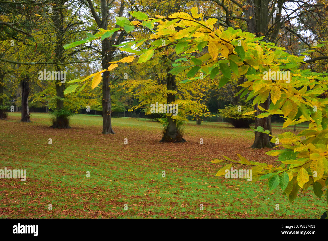 Autumn View of Drapers Meadow in Whiteley Village, Surrey 02 Stock ...