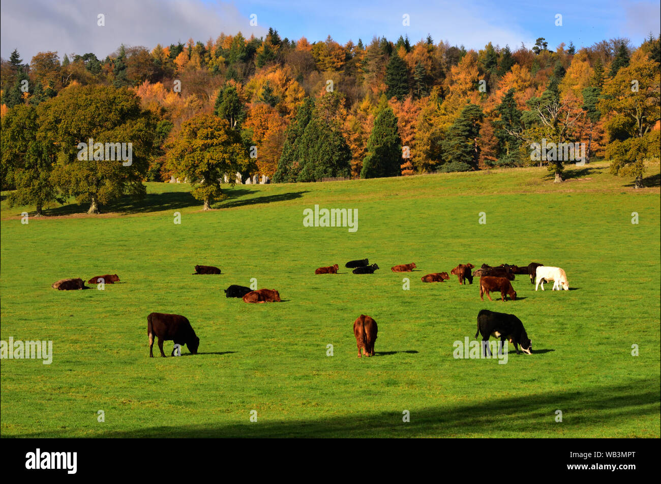 Circle of cows hi-res stock photography and images - Alamy
