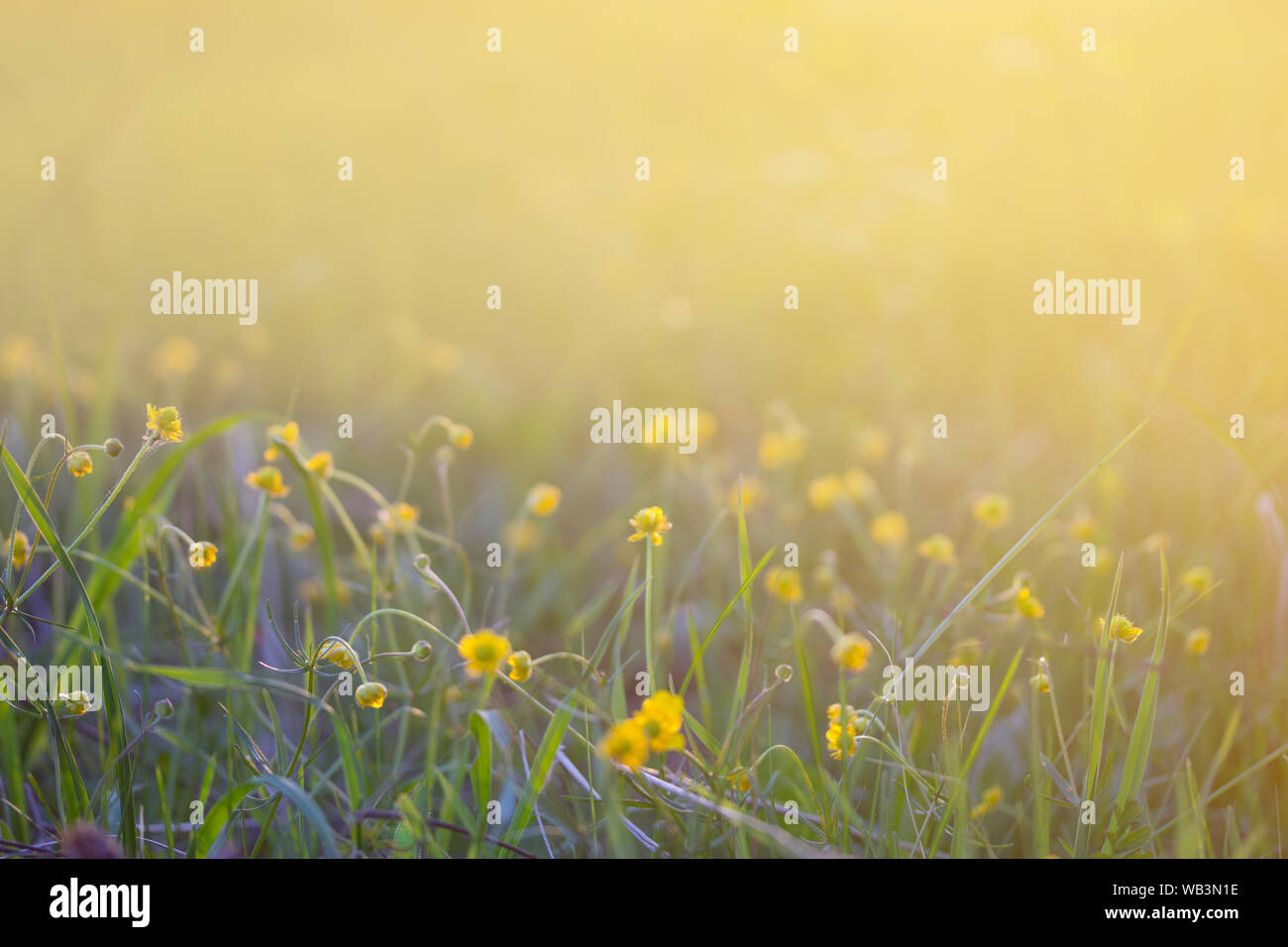 Yellow flowers in spring in warm sunlight Stock Photo - Alamy