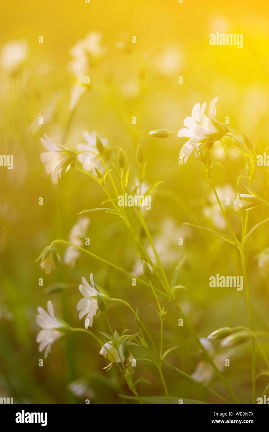 white flowers in spring in warm sunlight Stock Photo - Alamy