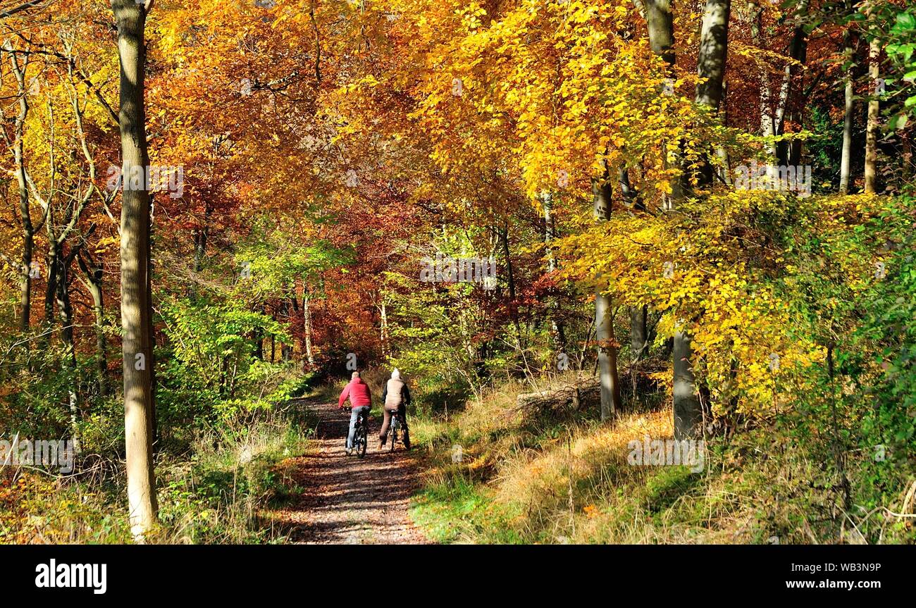Autumn View in Wendover Woods, with Cyclists Stock Photo - Alamy