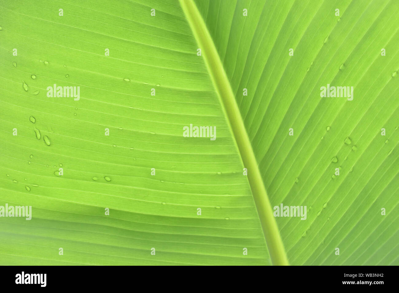 banana leaf back side Stock Photo - Alamy