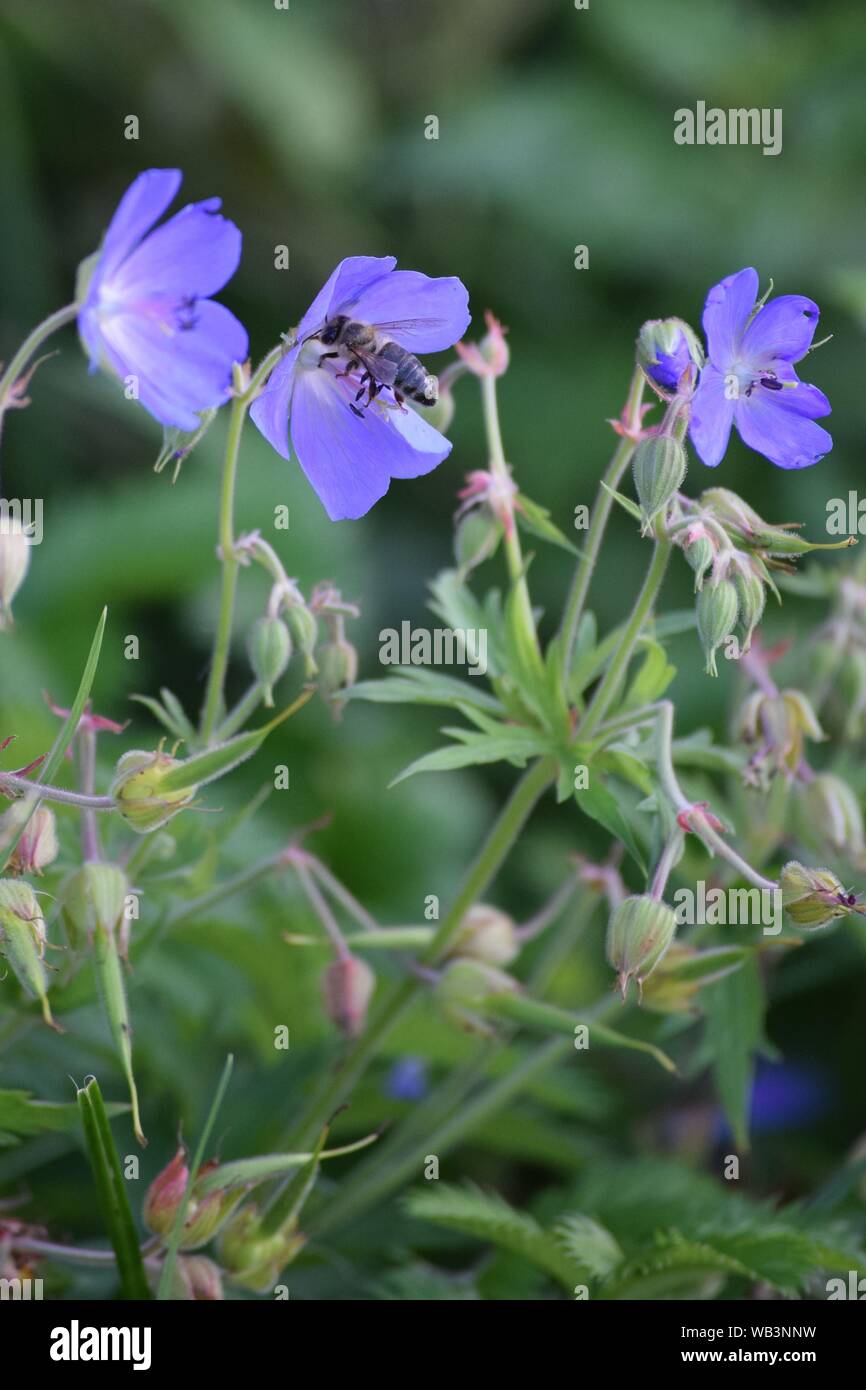 Cranesbill with Bee Stock Photo - Alamy
