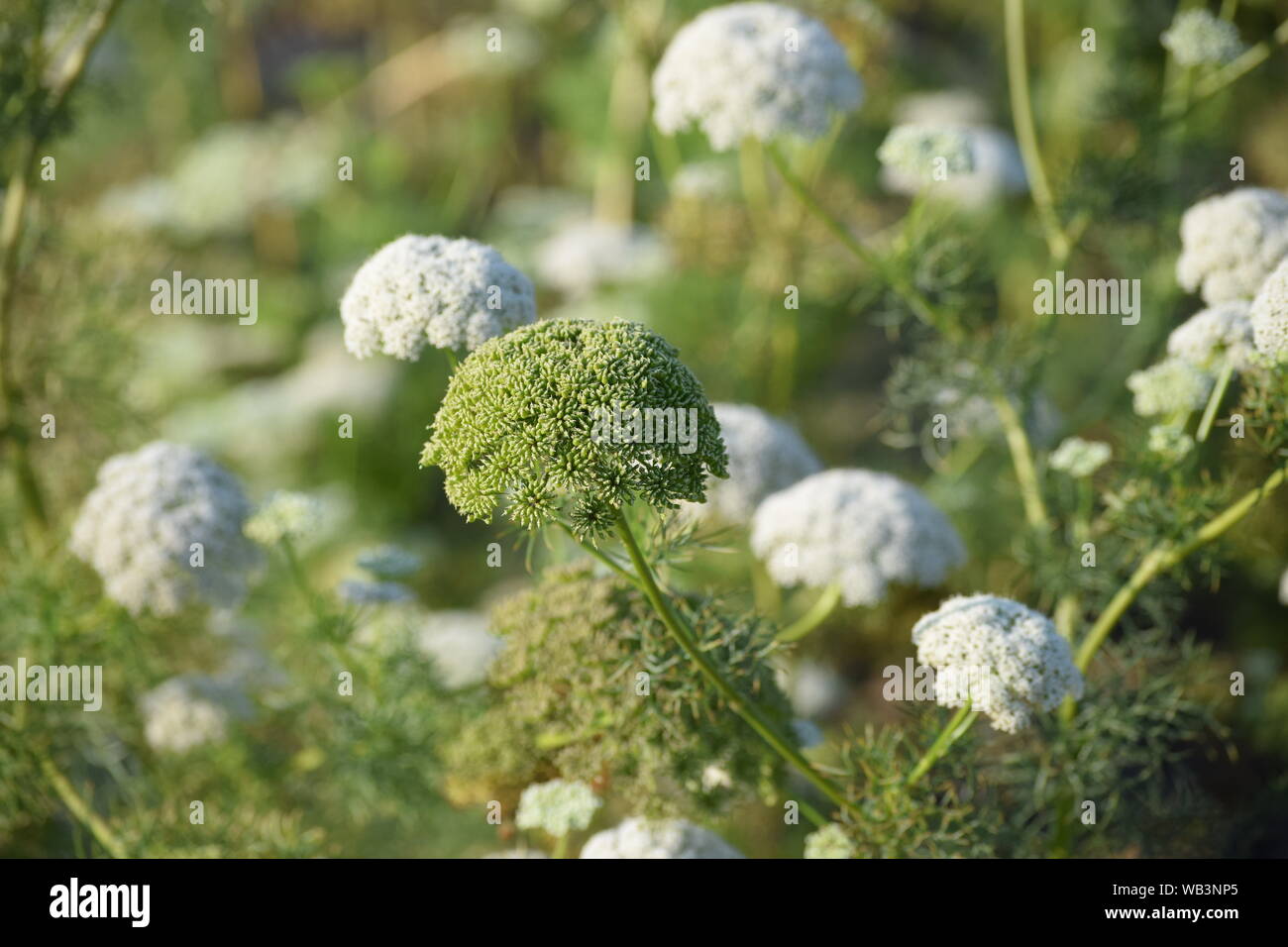 persian Hogweed with a green Shoot Stock Photo - Alamy