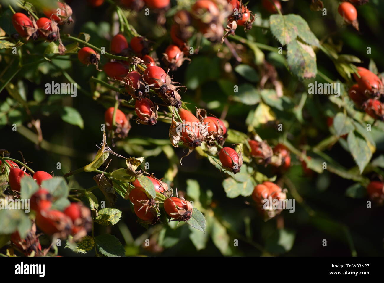 Rosehip shrub in the Sunshine Stock Photo - Alamy