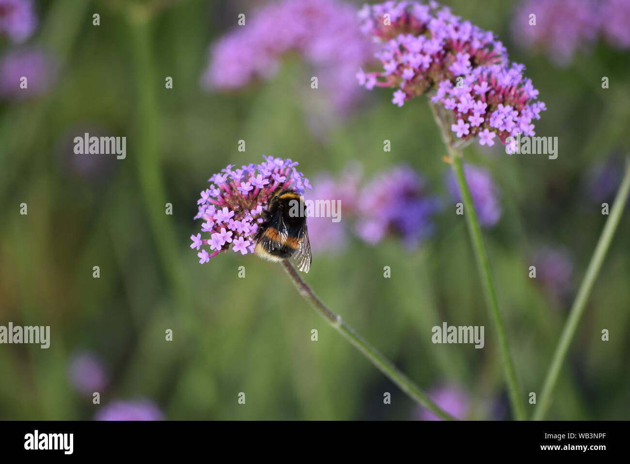 Patagonian verbena with Bumblebee Stock Photo - Alamy