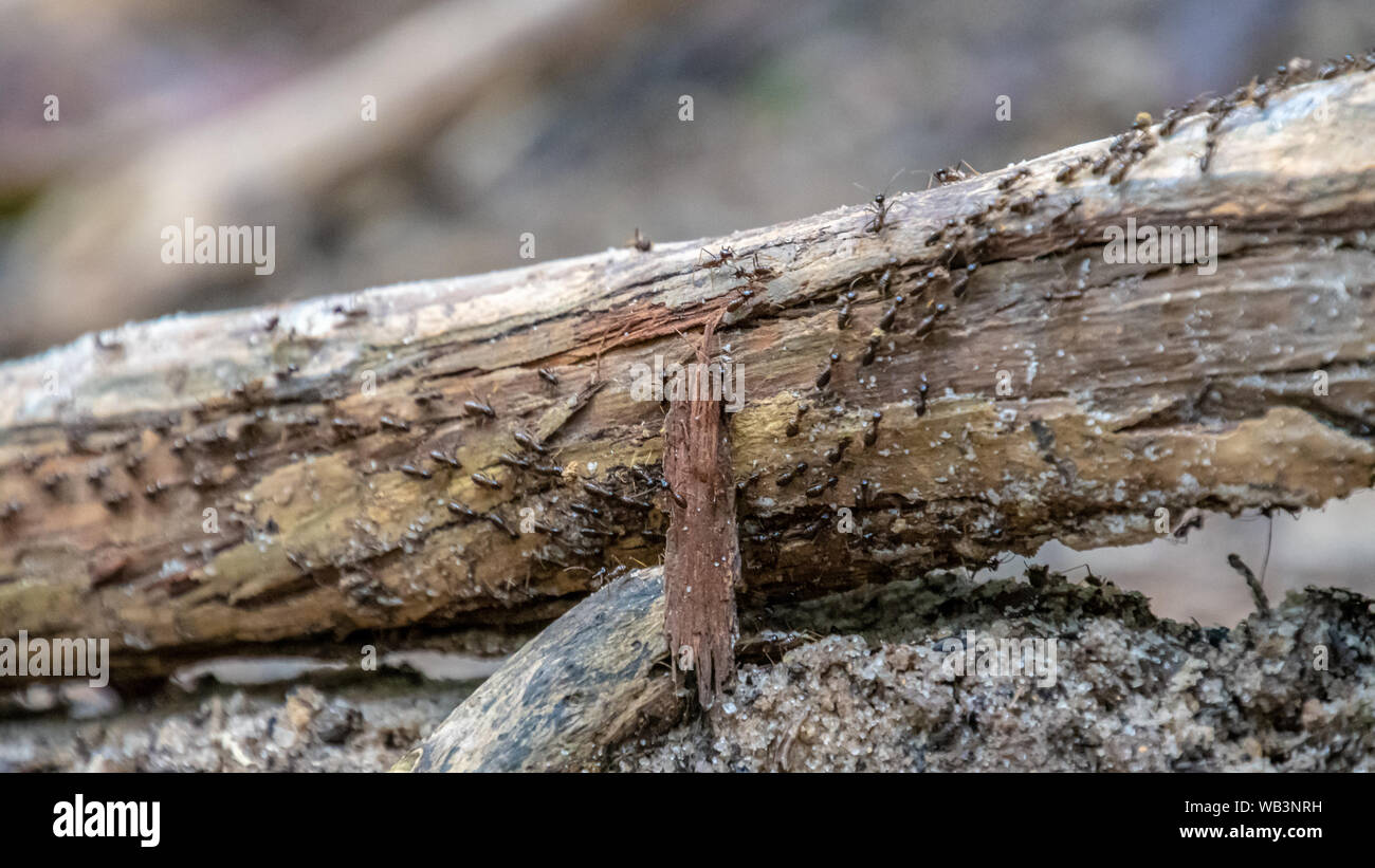 Ant highway in tropical rain forest in Penang Stock Photo - Alamy