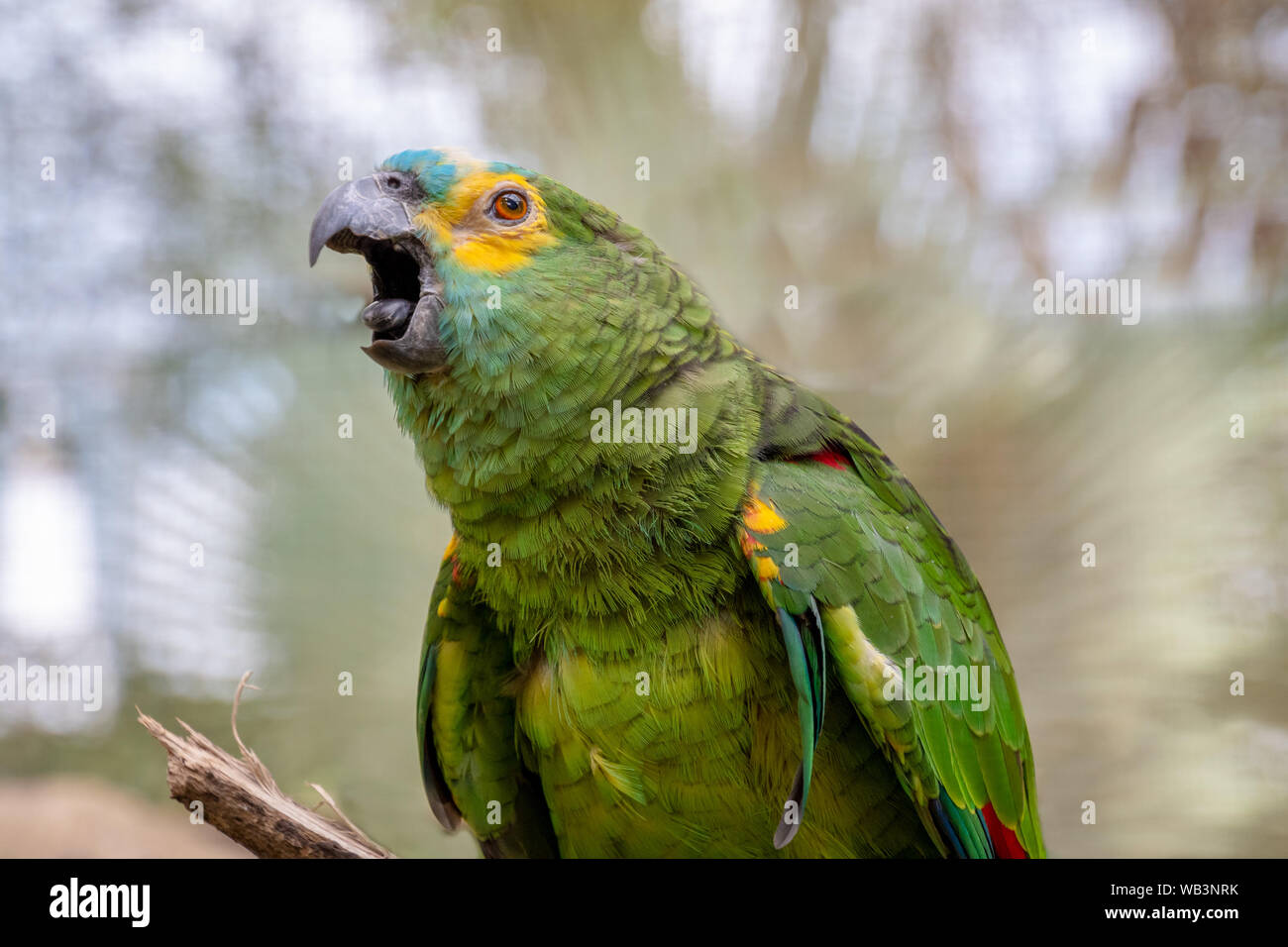 Green parrot popinjay close up with colorful feathers twittering Stock ...