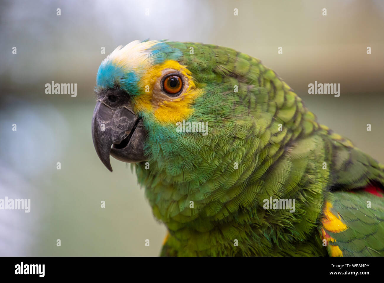 Green parrot popinjay close up with blue and yellow feathers Stock ...