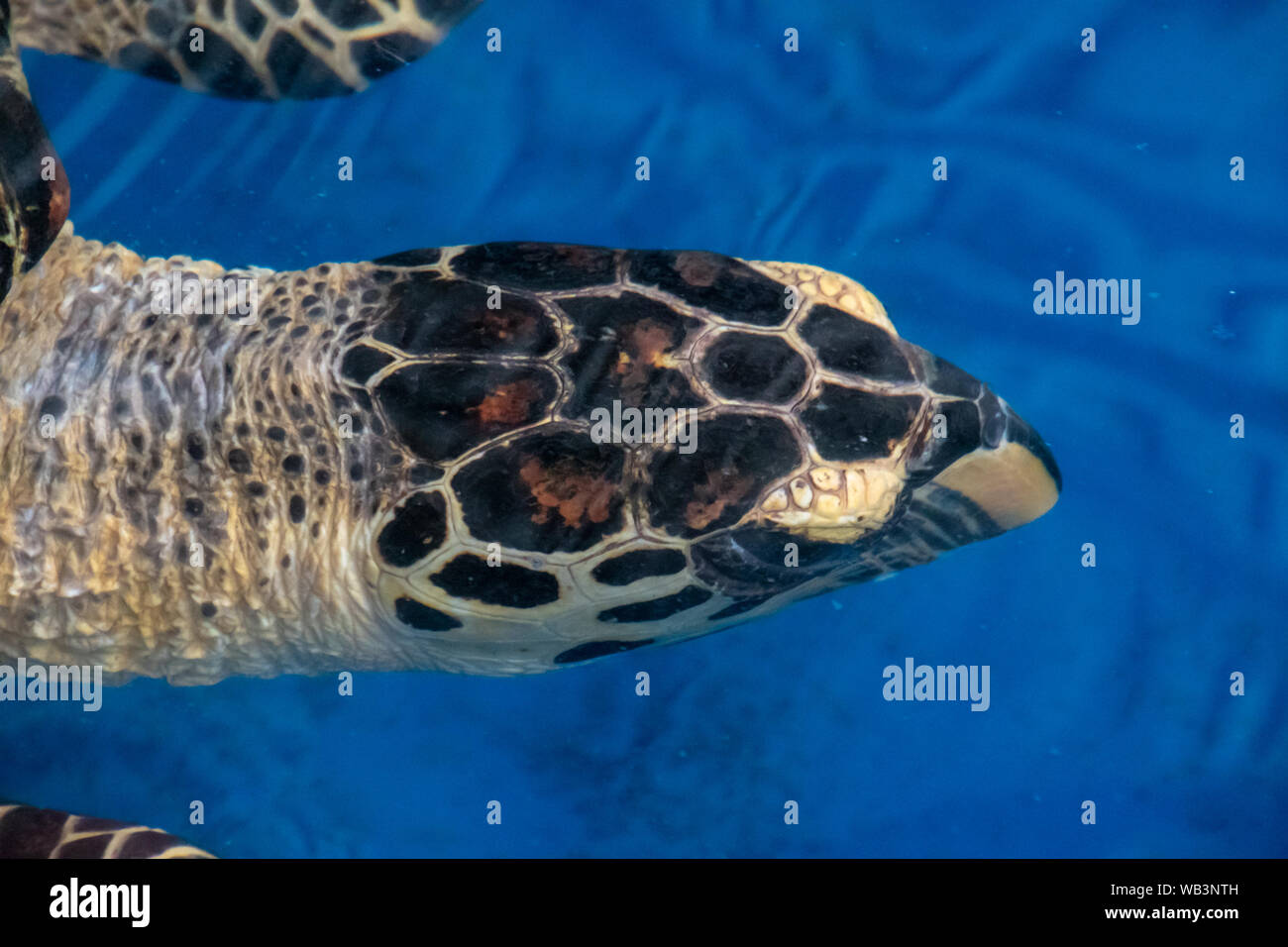 Head shell of sea turtle at sea turtle rescued Stock Photo - Alamy