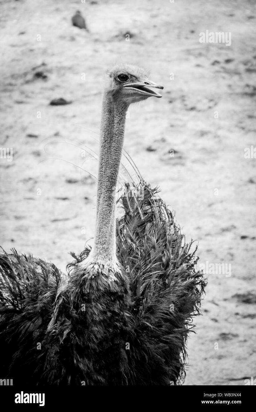 Ostrich bird with dark feathers and long neck in black and white color ...