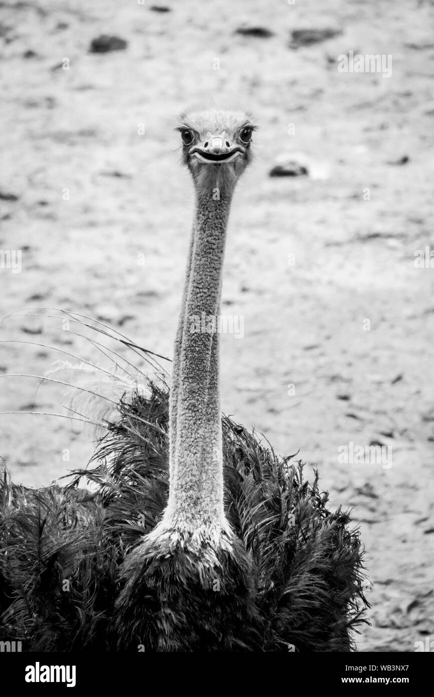 Closeup ostrich head in Black and White Stock Photos & Images - Alamy
