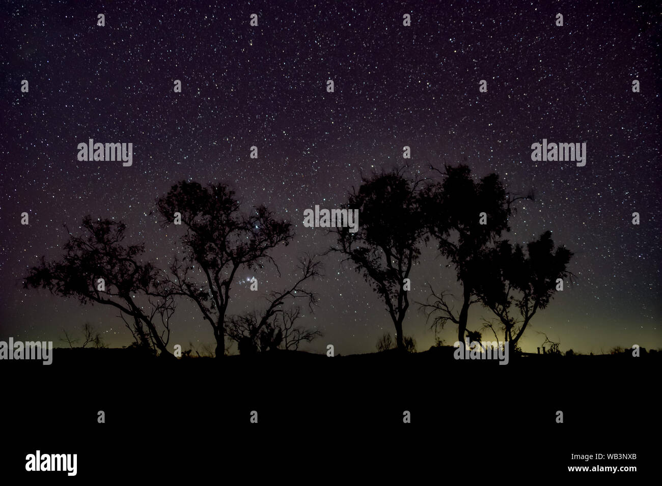 Night sky Australian outback tree silhouettes in front of dark sky ...