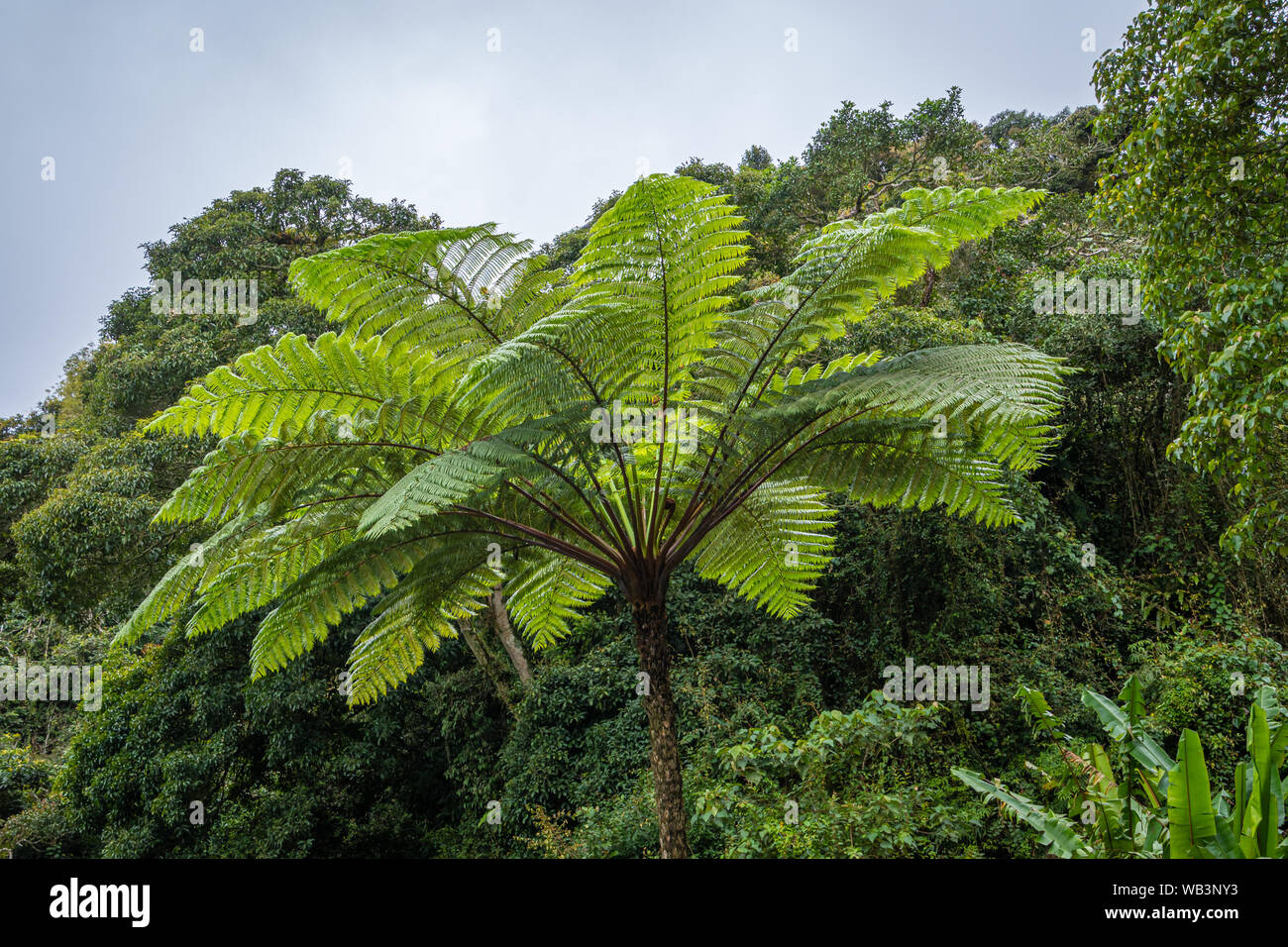 Palm tree in front of malaysian rain forest in the Cameron Highlands ...
