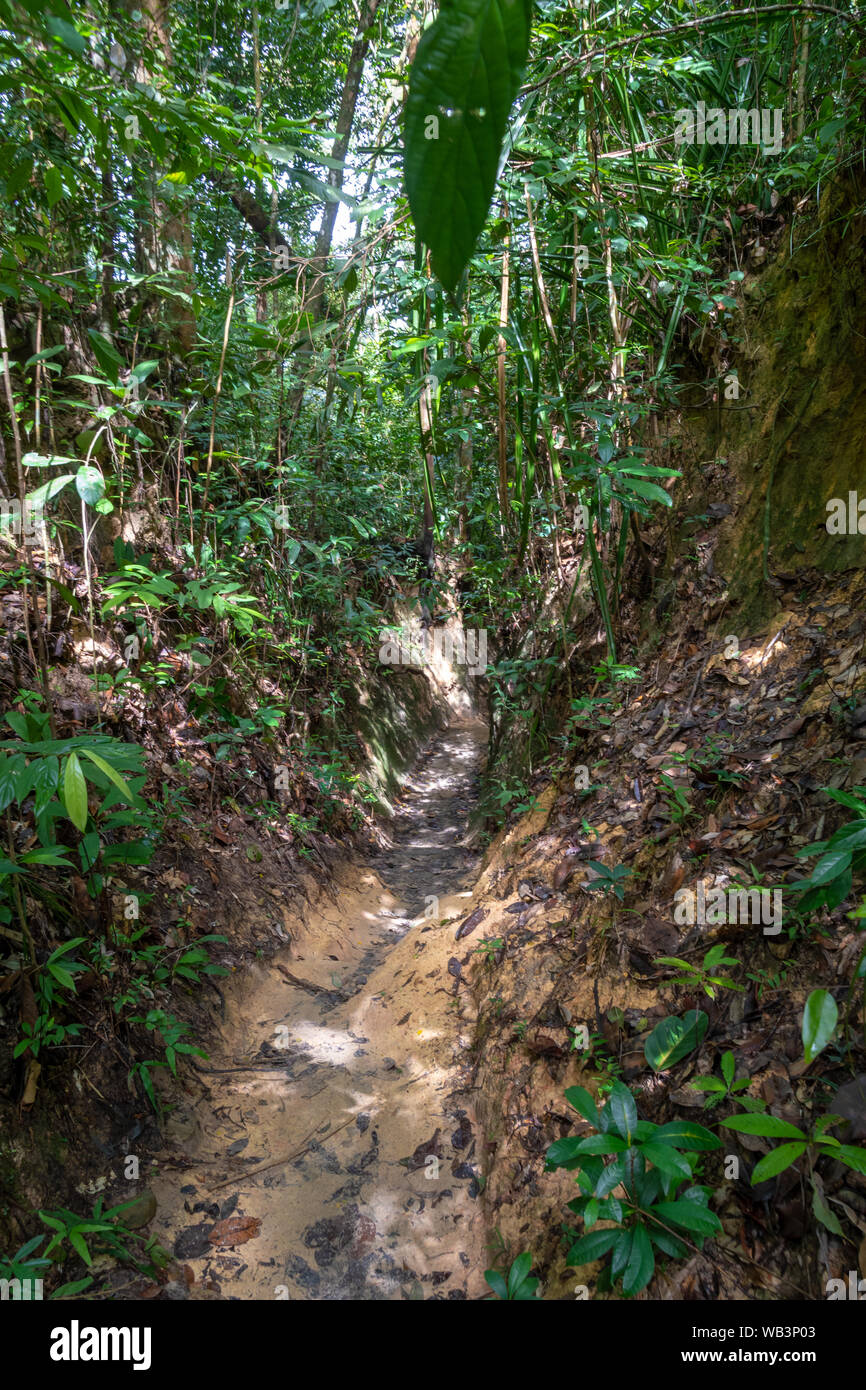 Cutting through jungle hi-res stock photography and images - Alamy