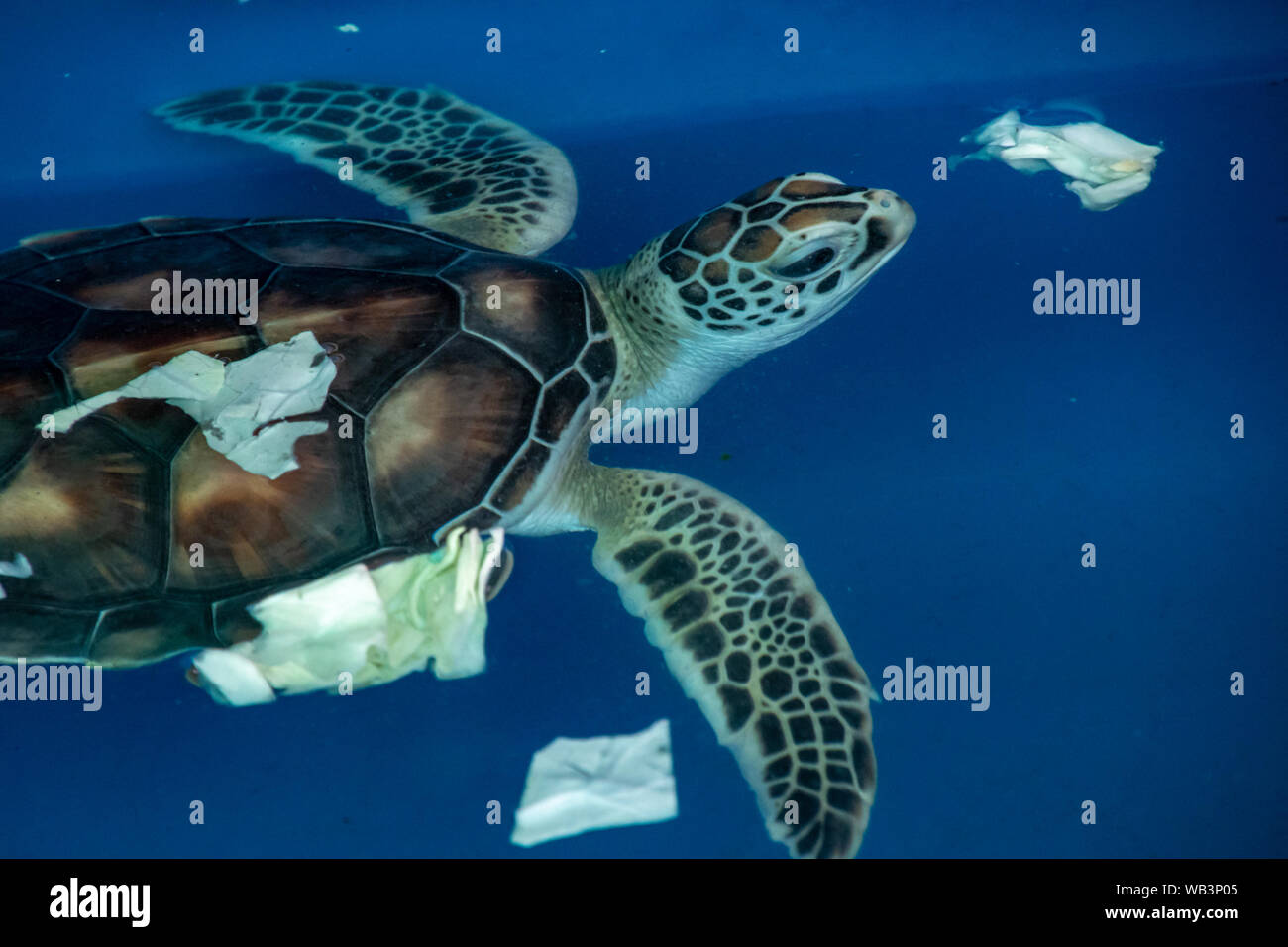 Sea turtle at water tank in sea turtle rescue station Stock Photo - Alamy