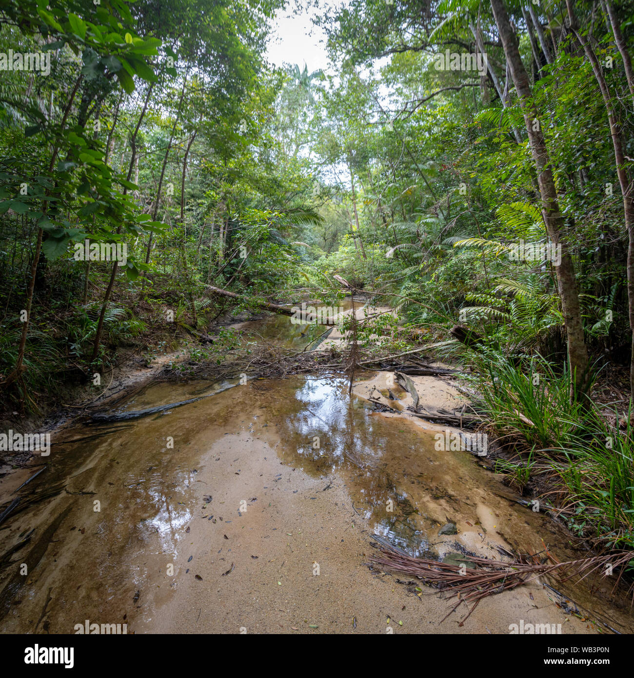 Penang National park sandy river in tropical rain forest Stock Photo ...