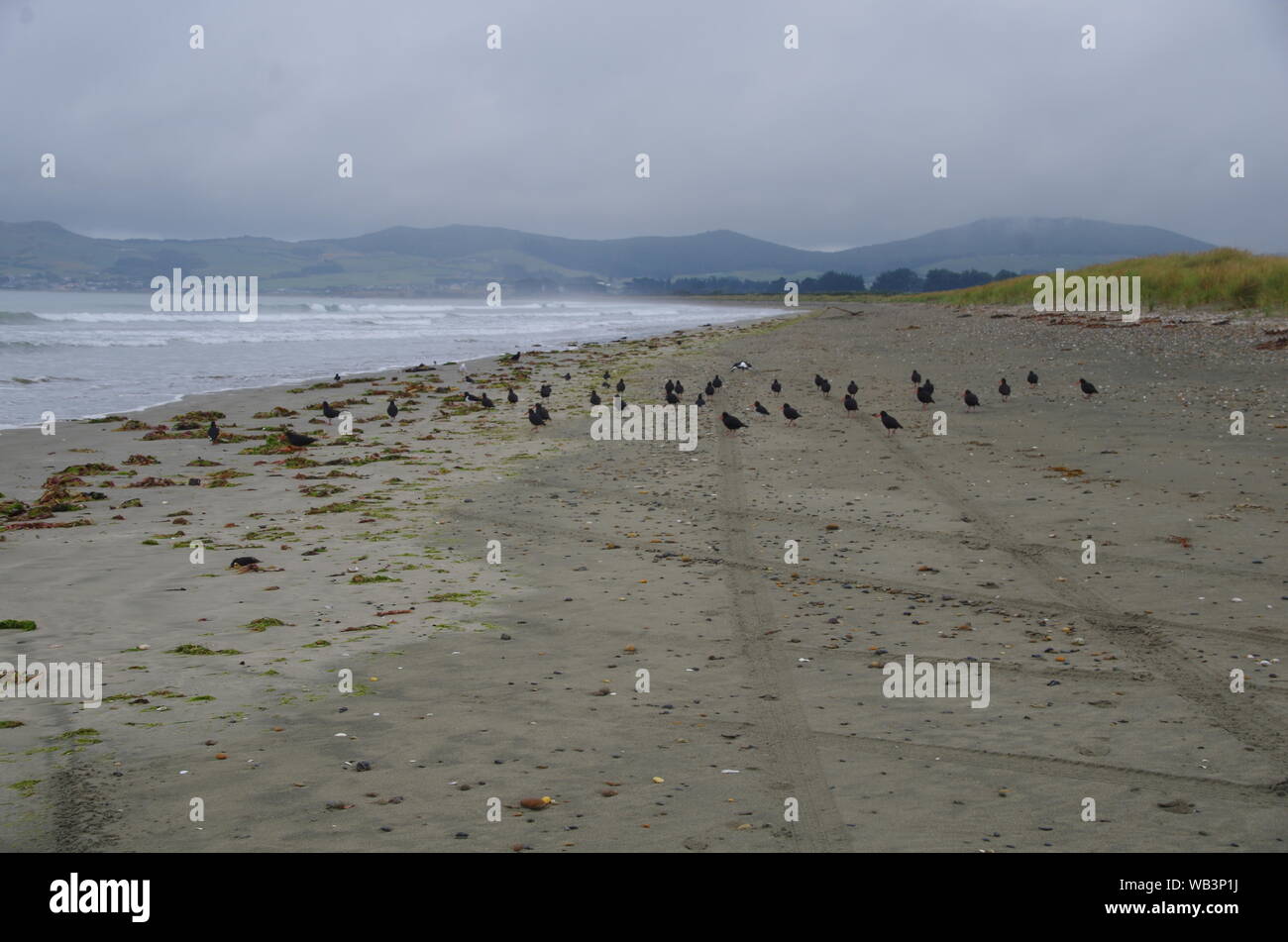 Birds. Te Araroa Trail. Riverton. Southland. South Island. New Zealand ...