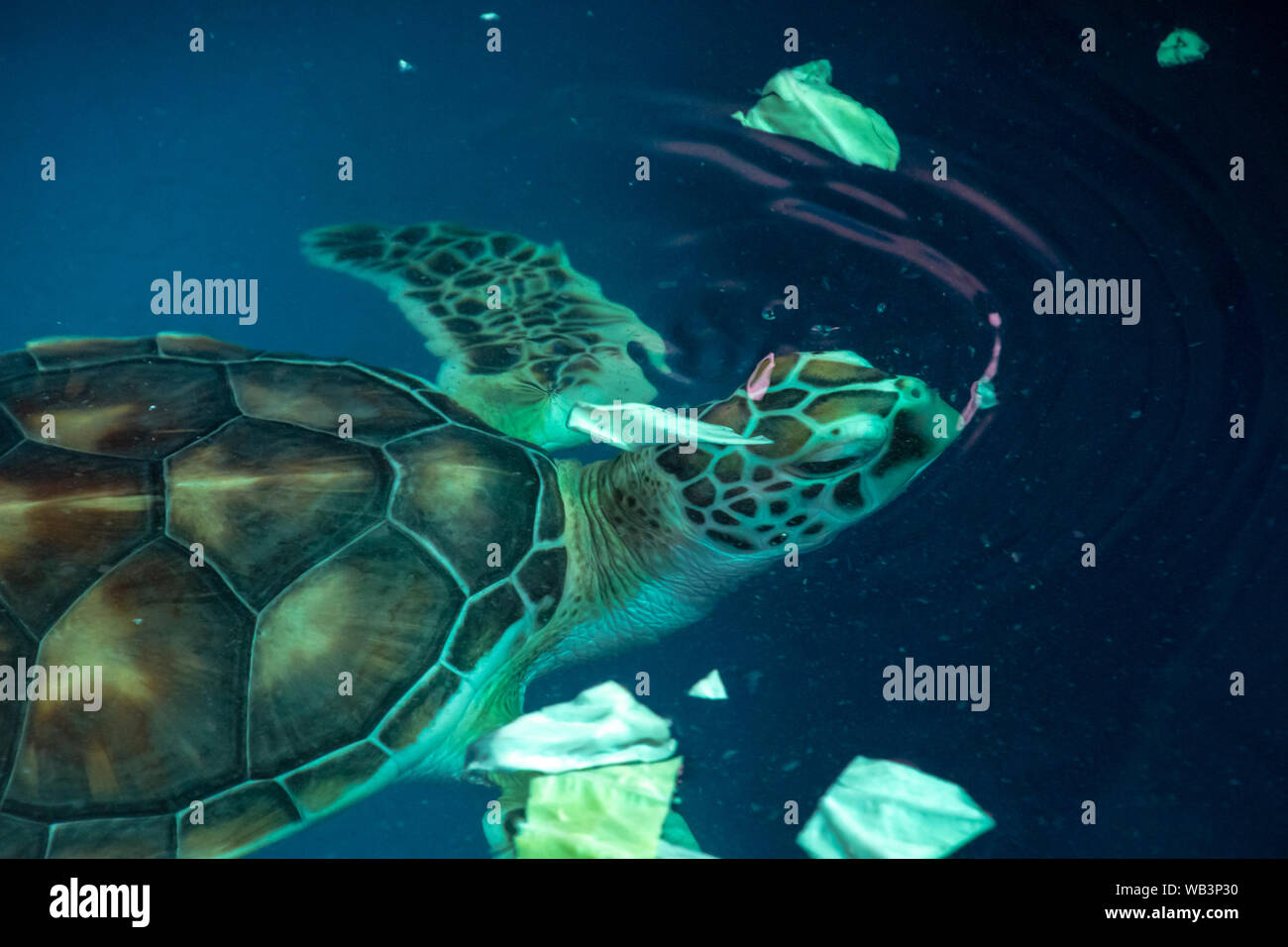 Turtle breeding station hi-res stock photography and images - Alamy