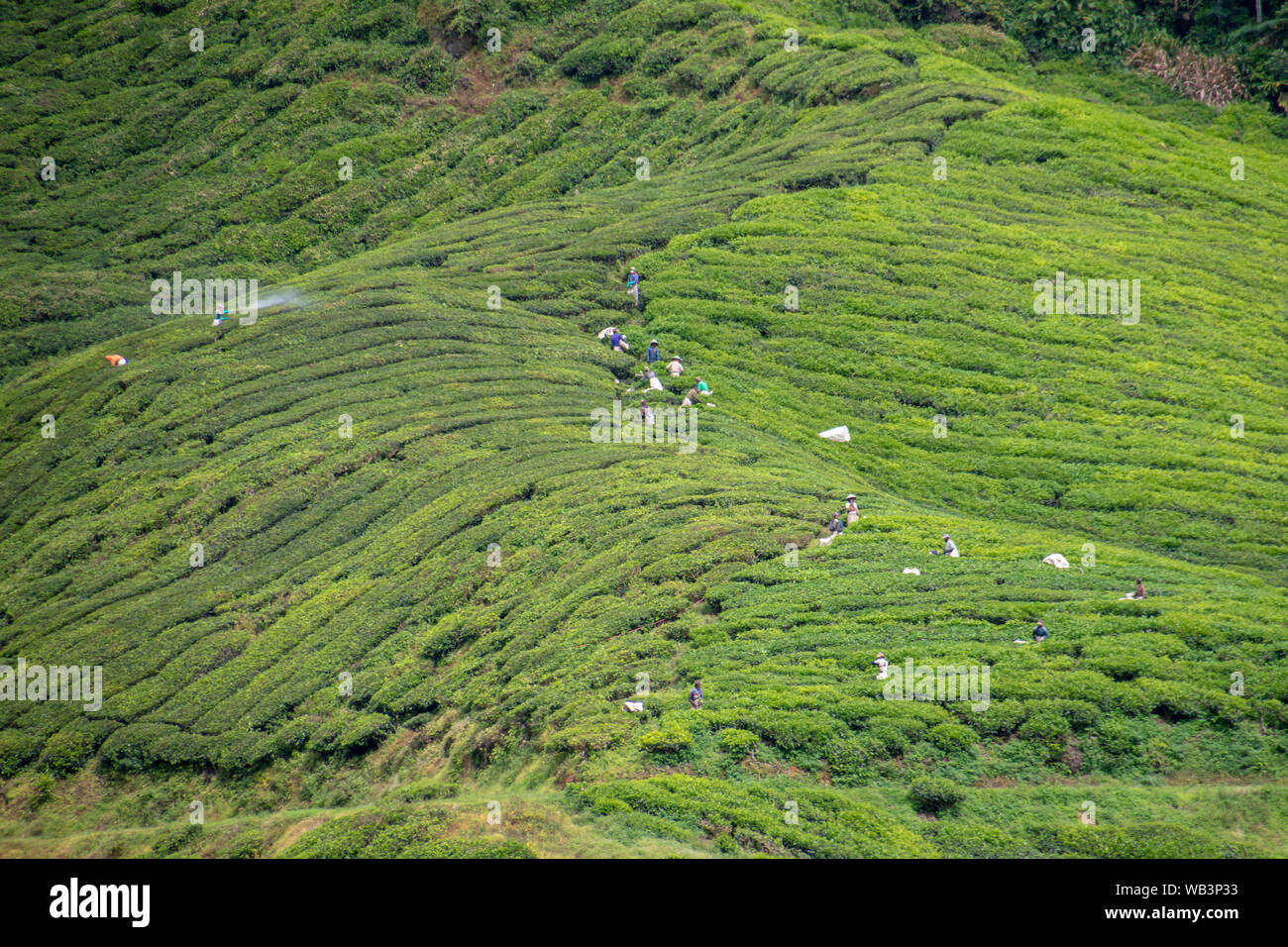 Workers at tea plantation harvesting tea leaves and spraying poisons ...