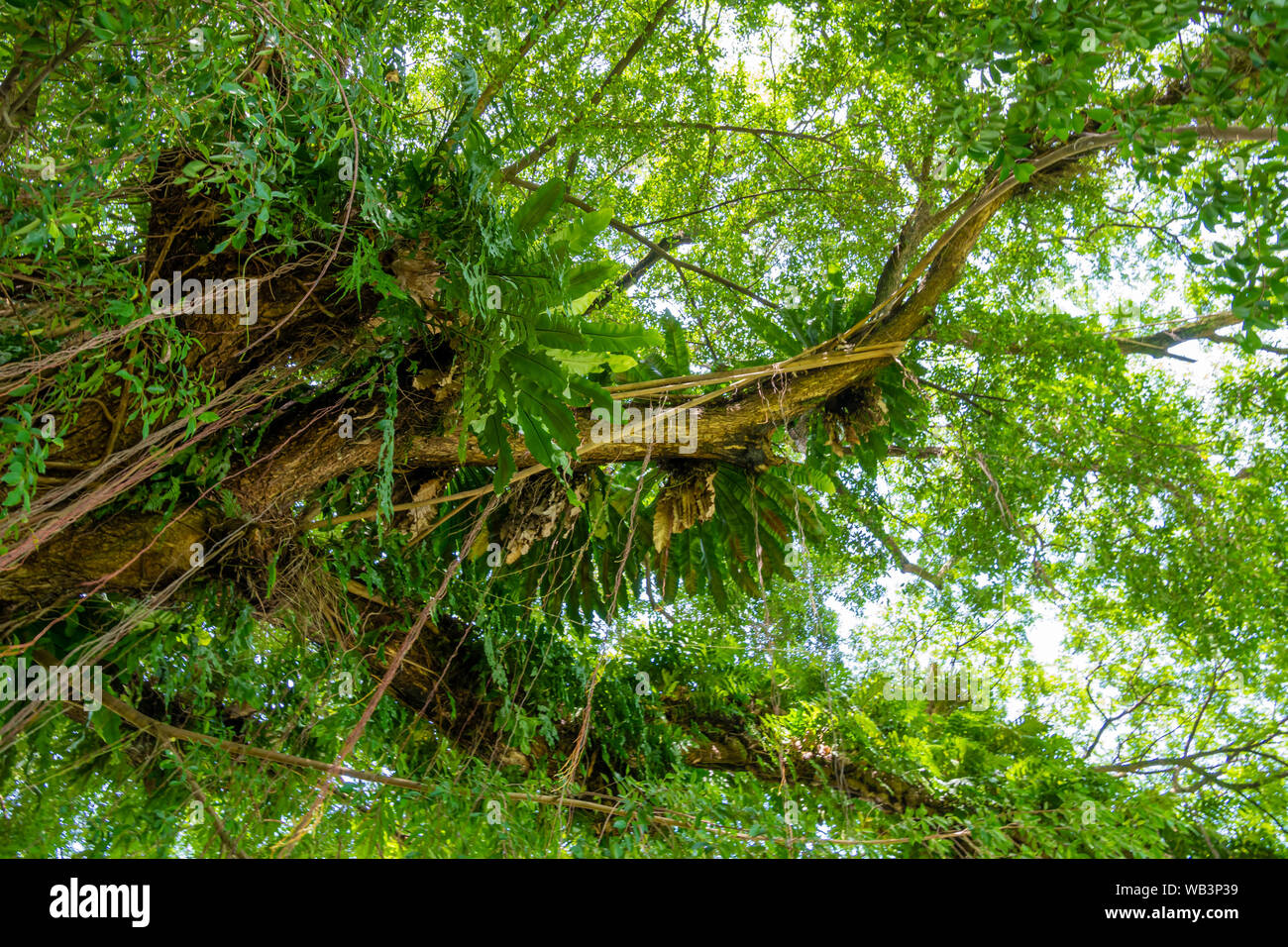 Tropical ferns growing on tree with vines in tropical rain forrest of ...