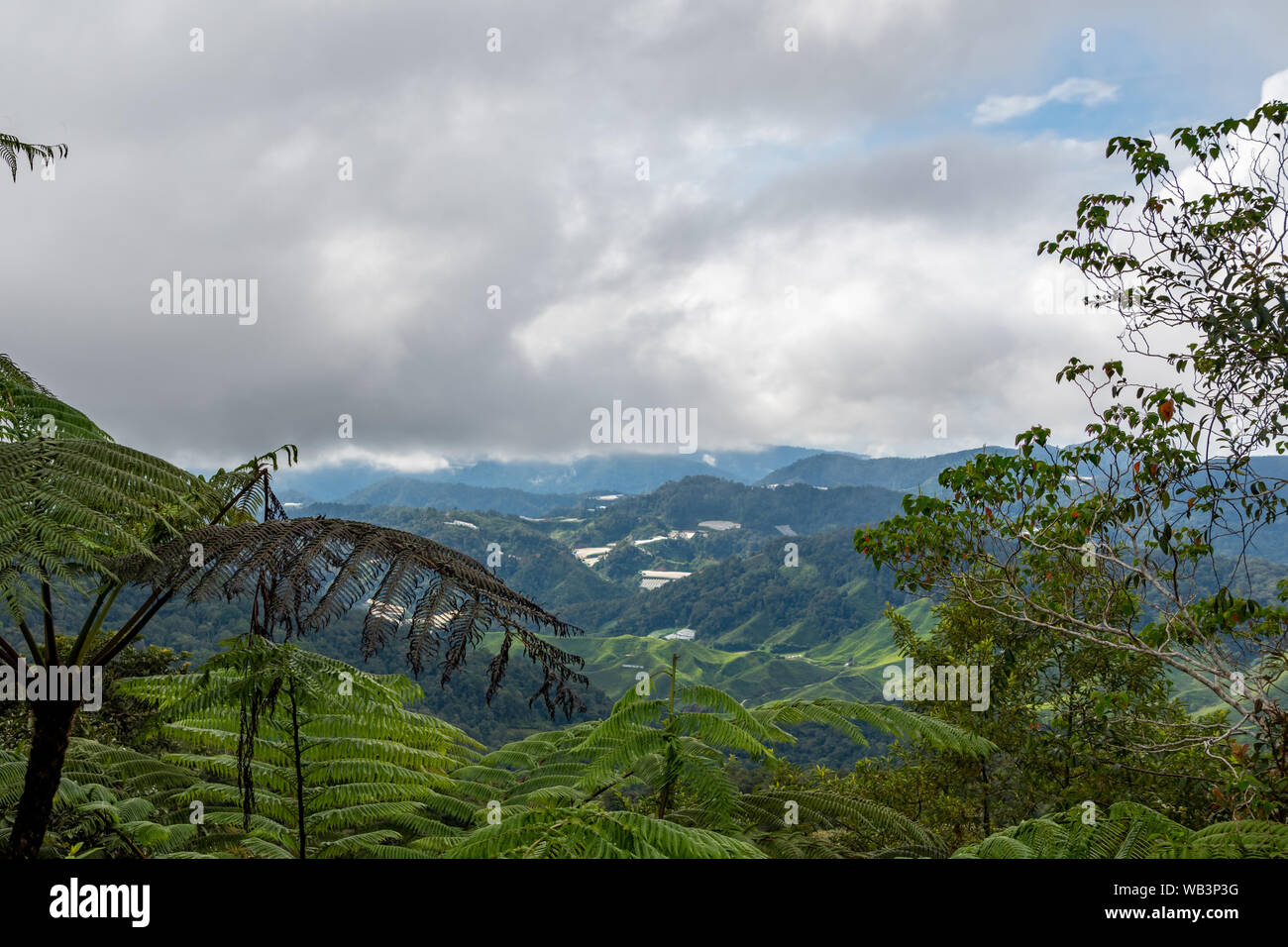 Tropical rain forest covering mountains at Cameron Highlands Stock ...