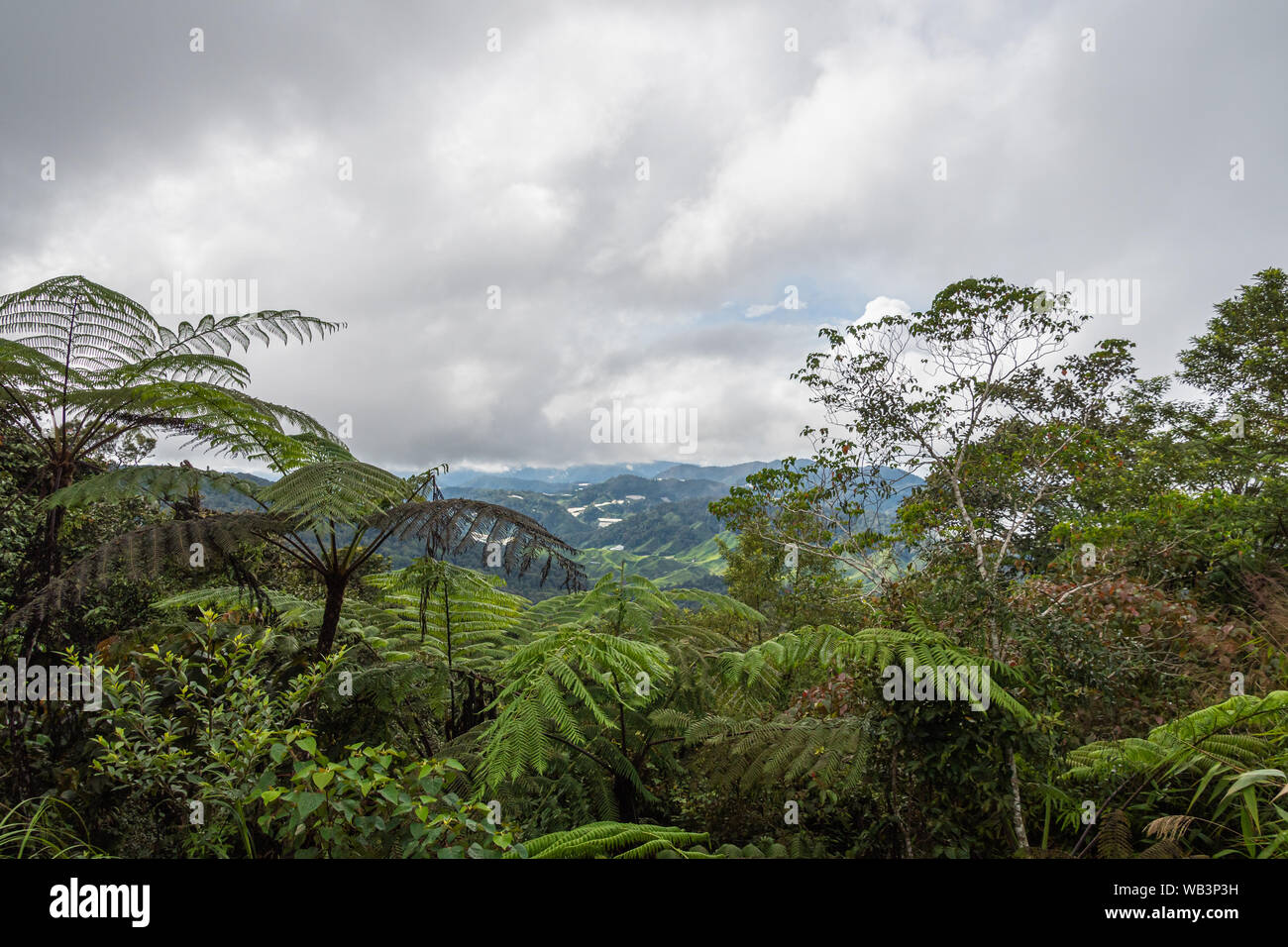 Tree ferns and tropical rain forest at Cameron Highlands Stock Photo ...