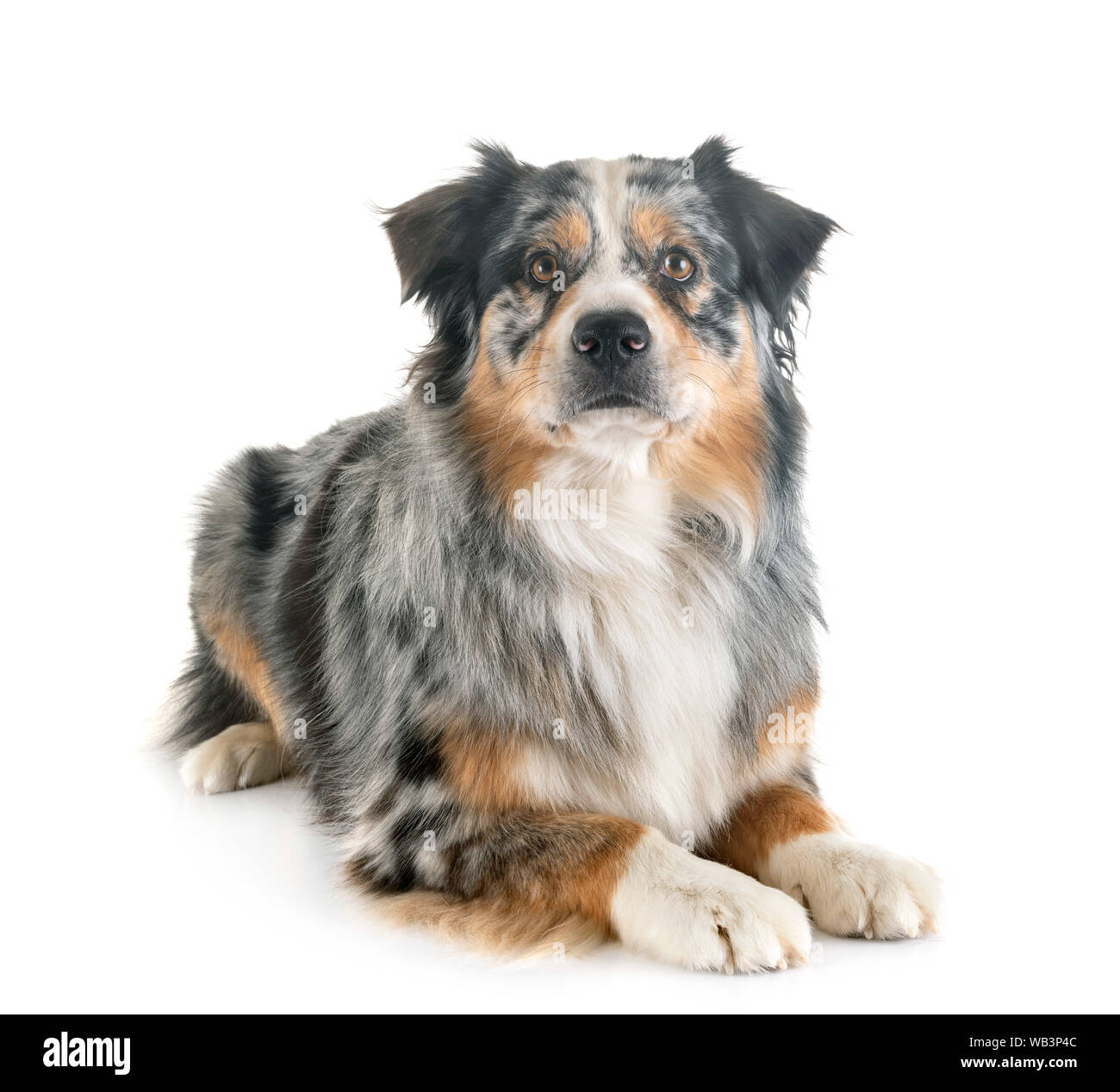 australian shepherd in front of white background Stock Photo - Alamy