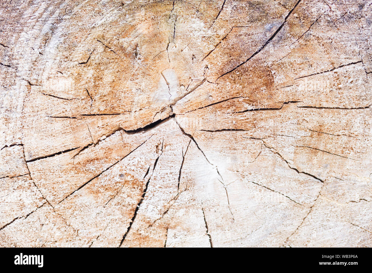 Cracked tree background image. Old aged tree surface Stock Photo - Alamy