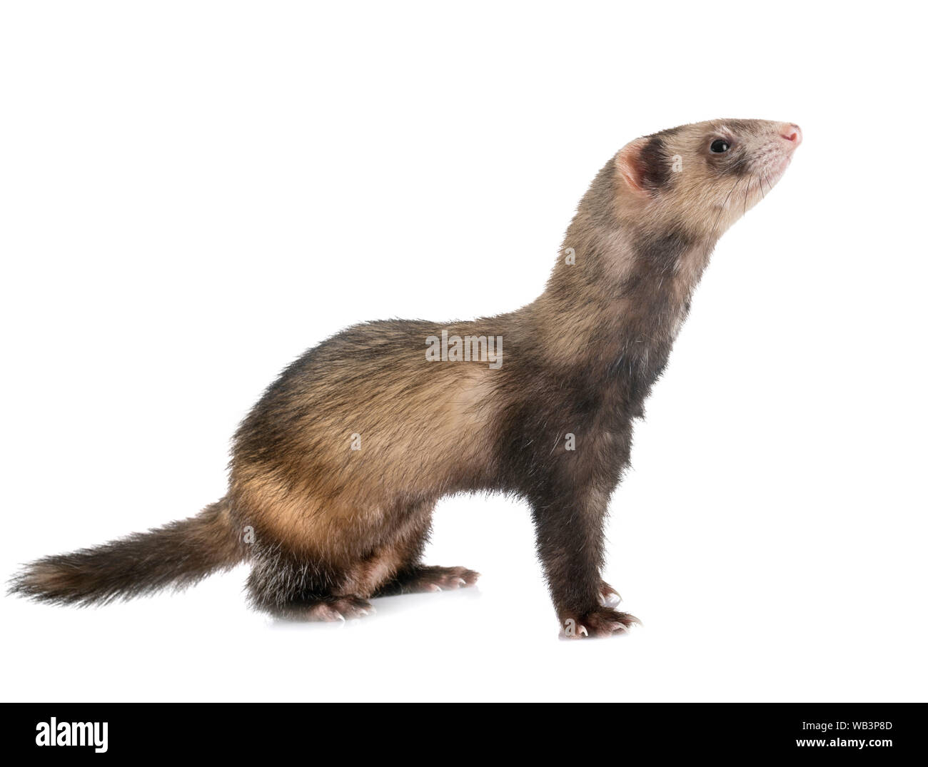 brown ferret in front of white background Stock Photo - Alamy