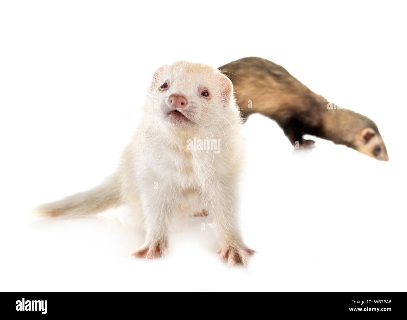 two ferrets in front of white background Stock Photo - Alamy