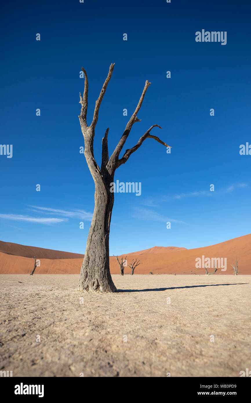 Skeleton trees in namibia hi-res stock photography and images - Alamy