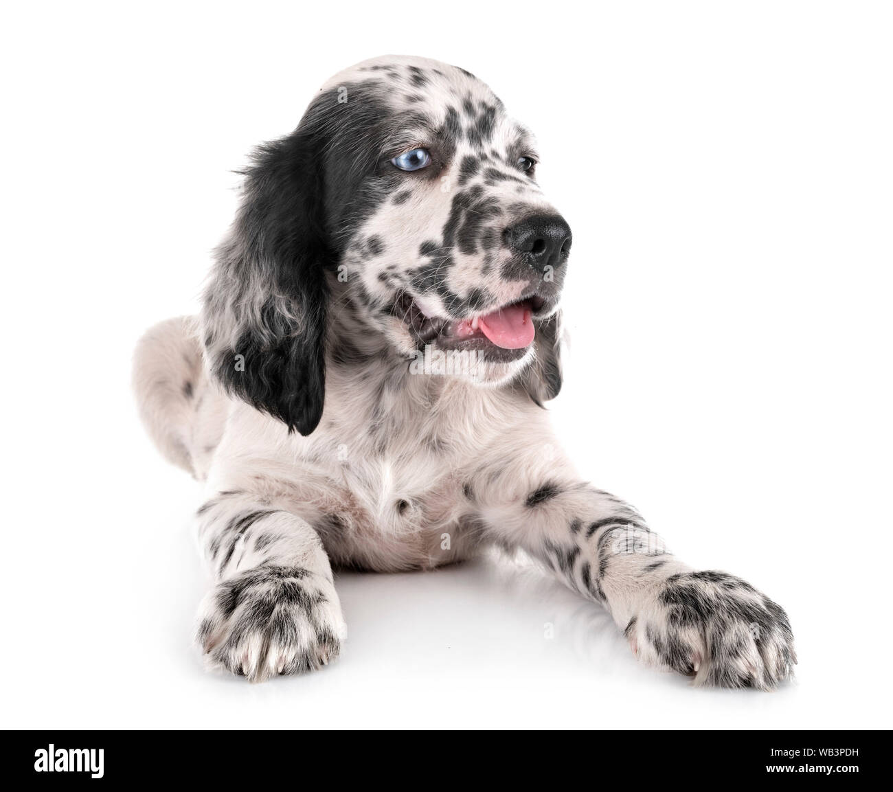 puppy english setter in front of white background Stock Photo - Alamy
