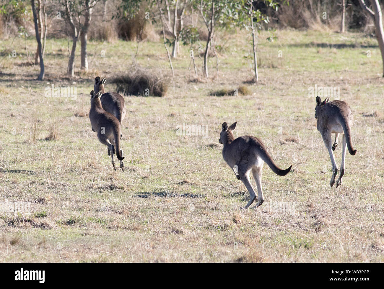 No image of modern outback Australia is complete without a mob of ...